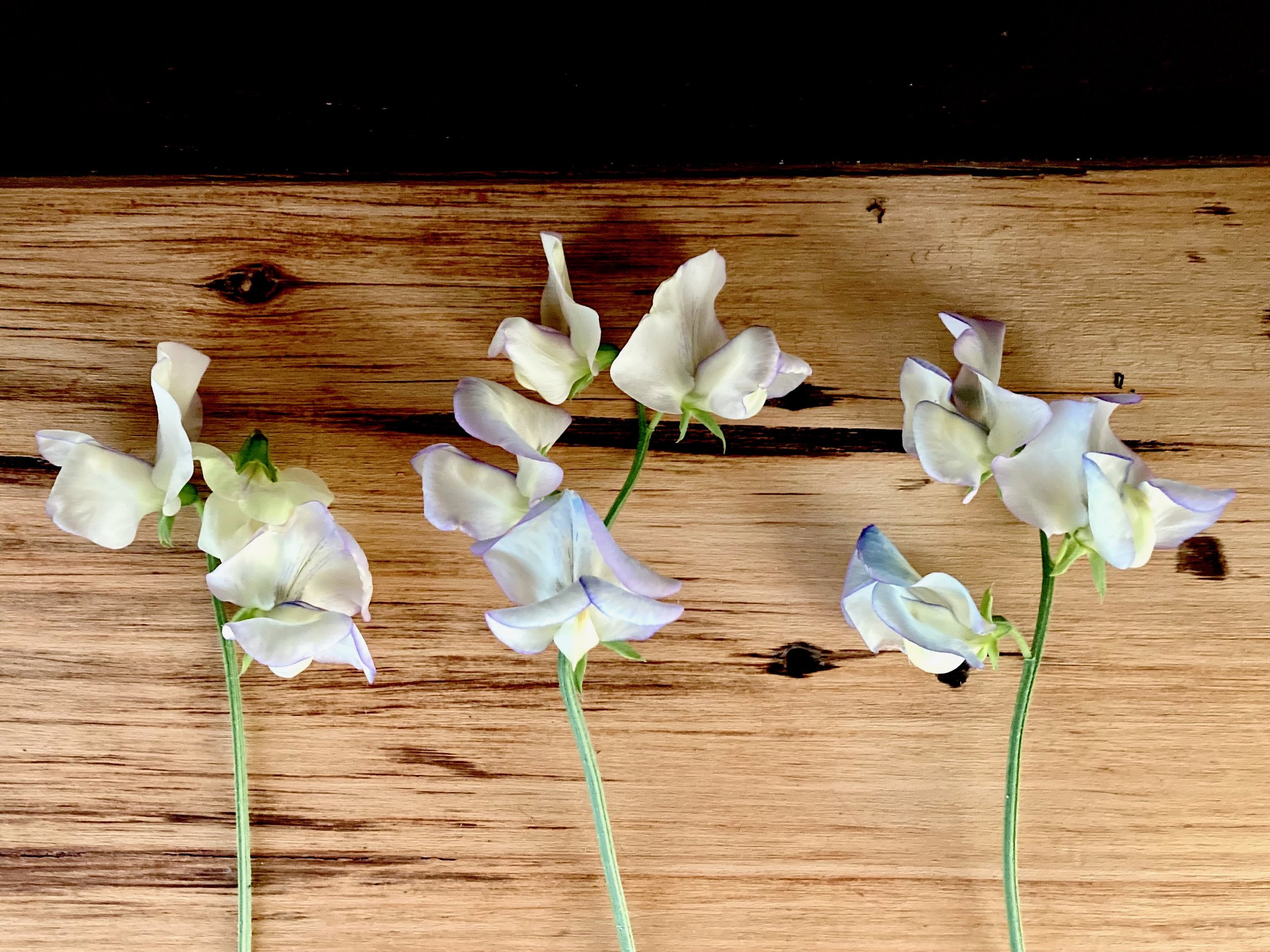 Sweet Pea 'Cream Eggs' — Transition Farm
