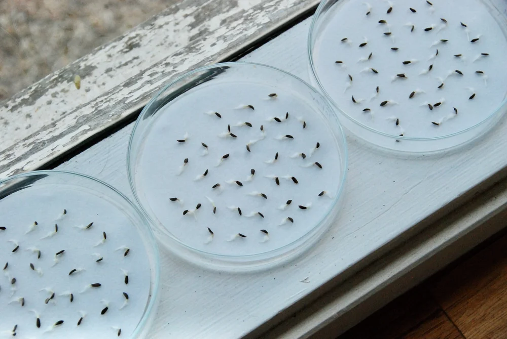 Testing Seed Viability – Transition Farm