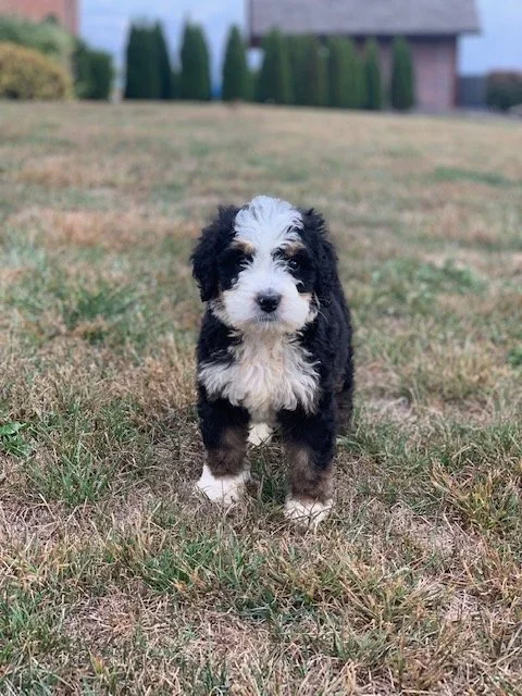 Best Doodle Puppy | Find Family-Friendly Mini Sheepadoodles