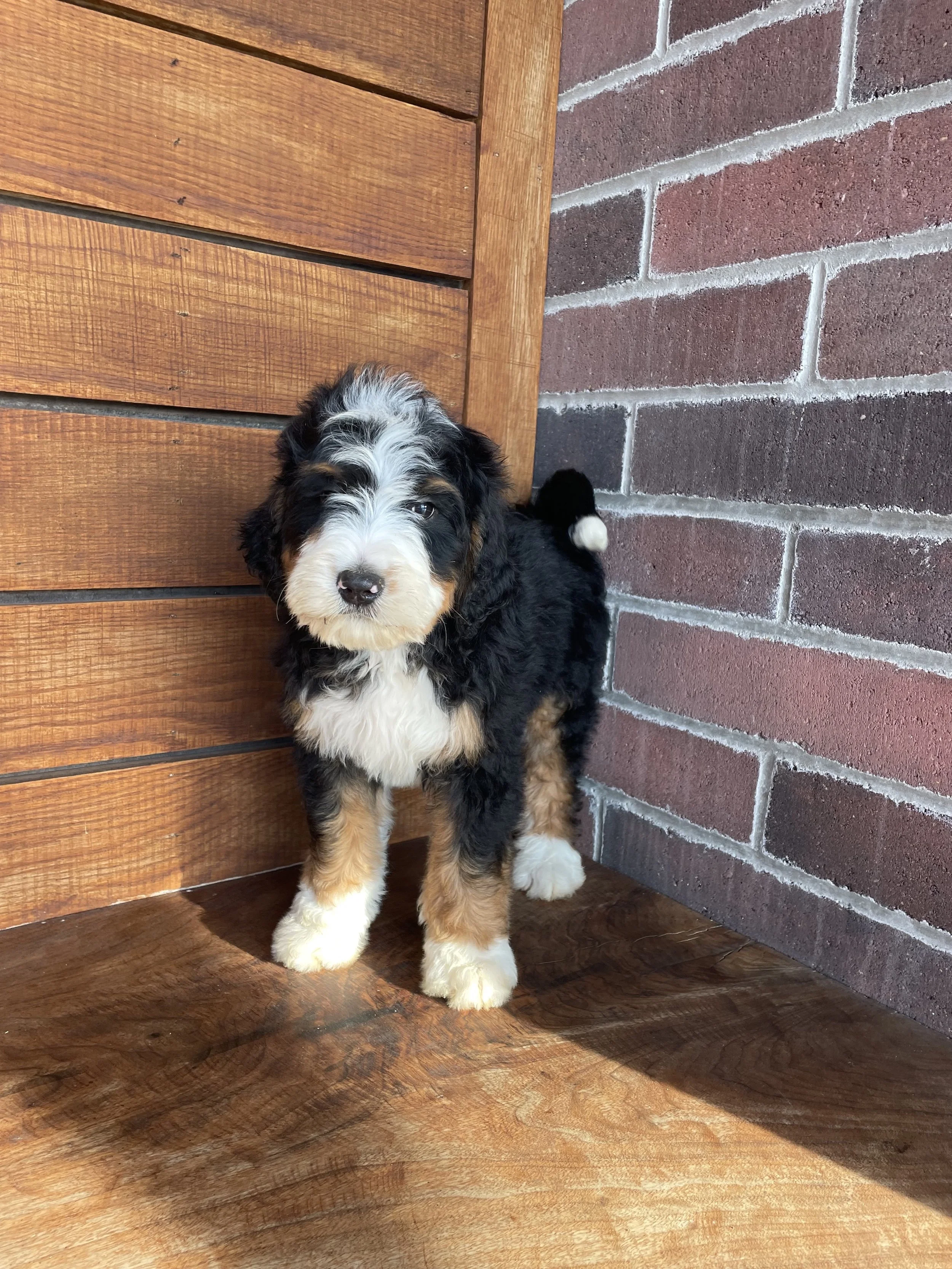 Best Doodle Puppy Available Puppies