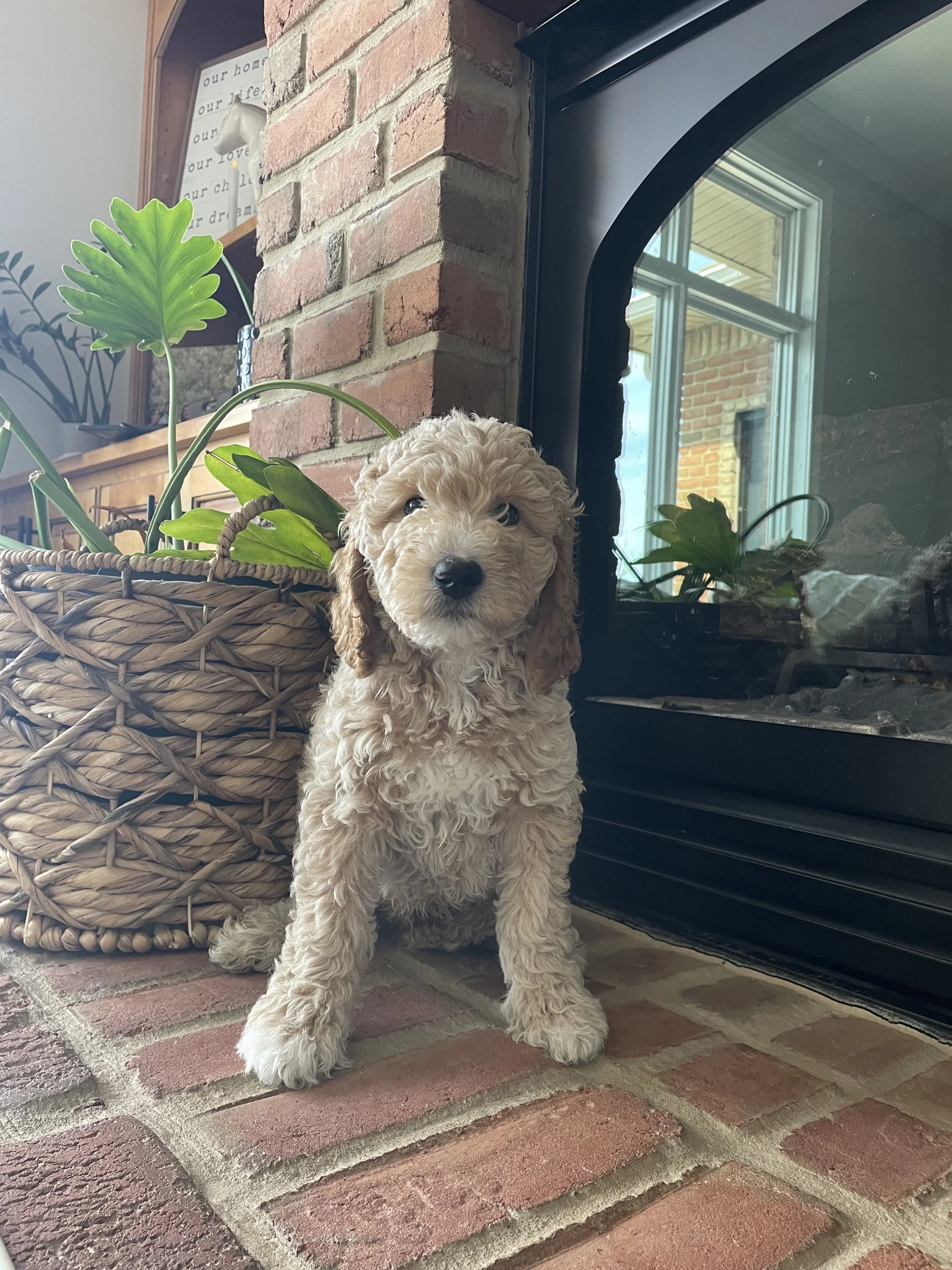 Best Doodle Puppy Available Puppies