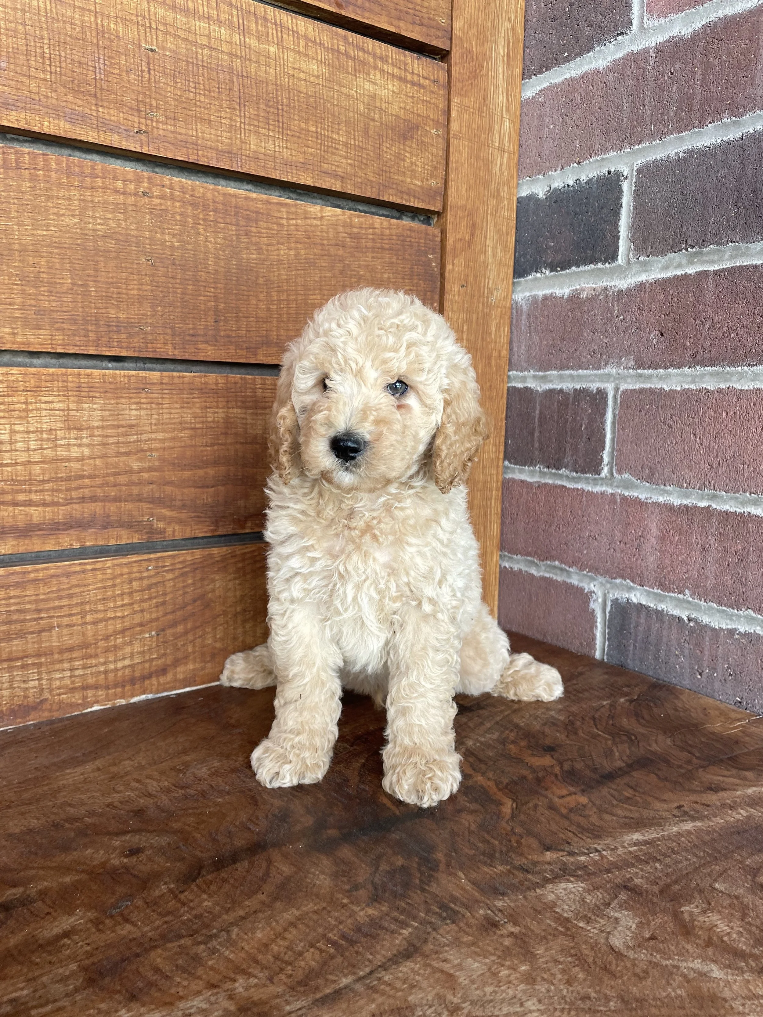 Best Doodle Puppy Available Puppies