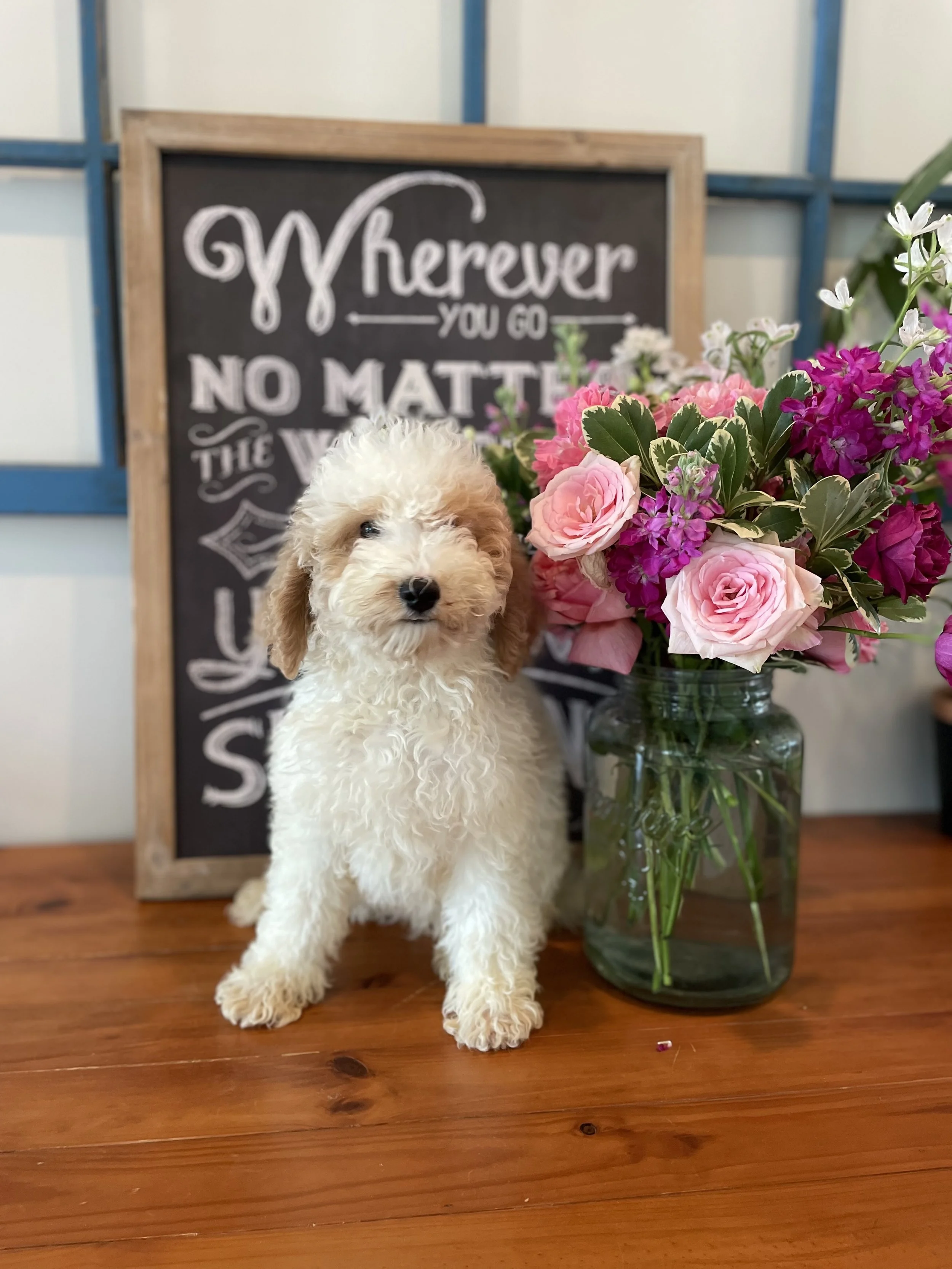Best Doodle Puppy Available Puppies