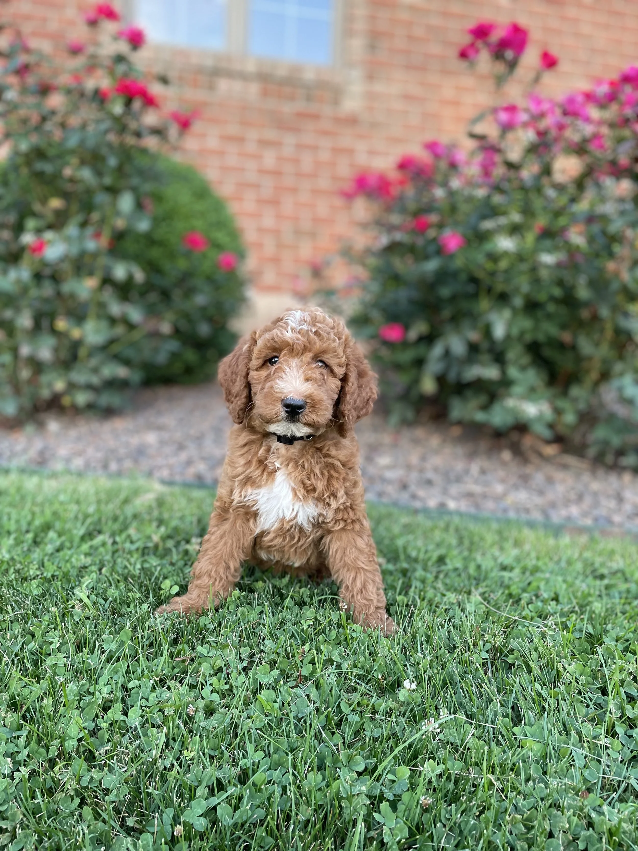 Best Doodle Puppy Available Puppies
