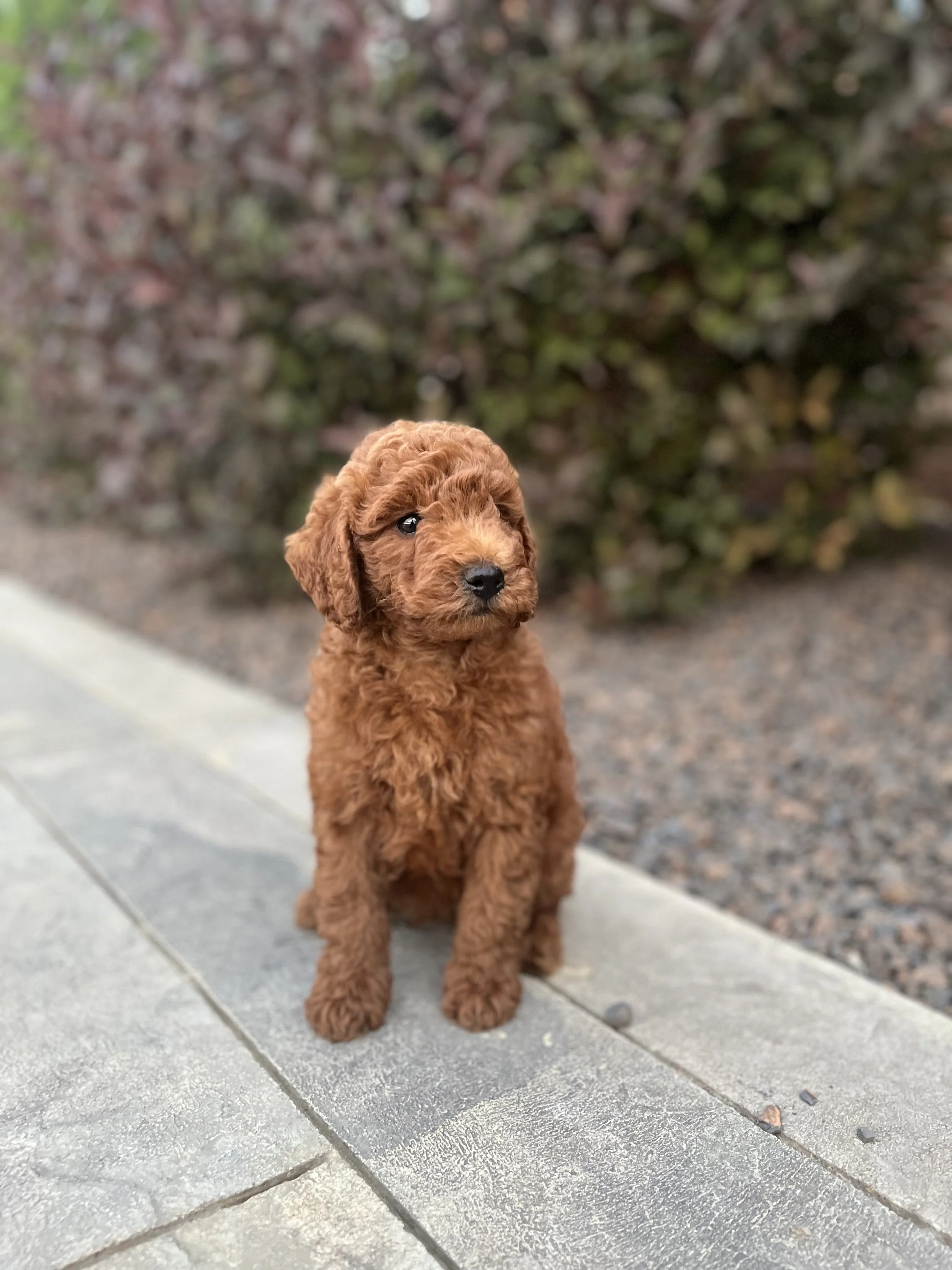 Best Doodle Puppy Available Puppies