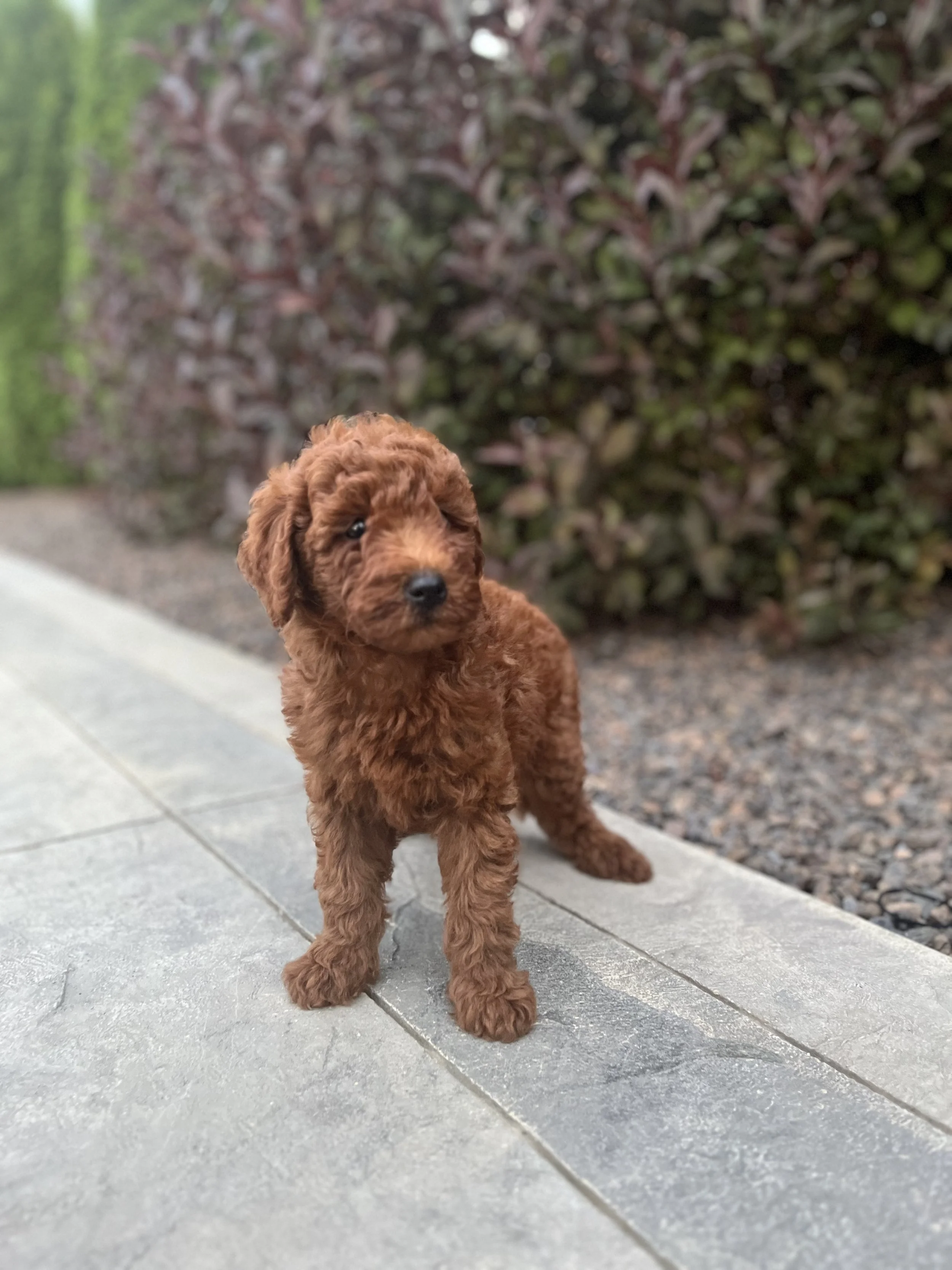 Best Doodle Puppy Available Puppies