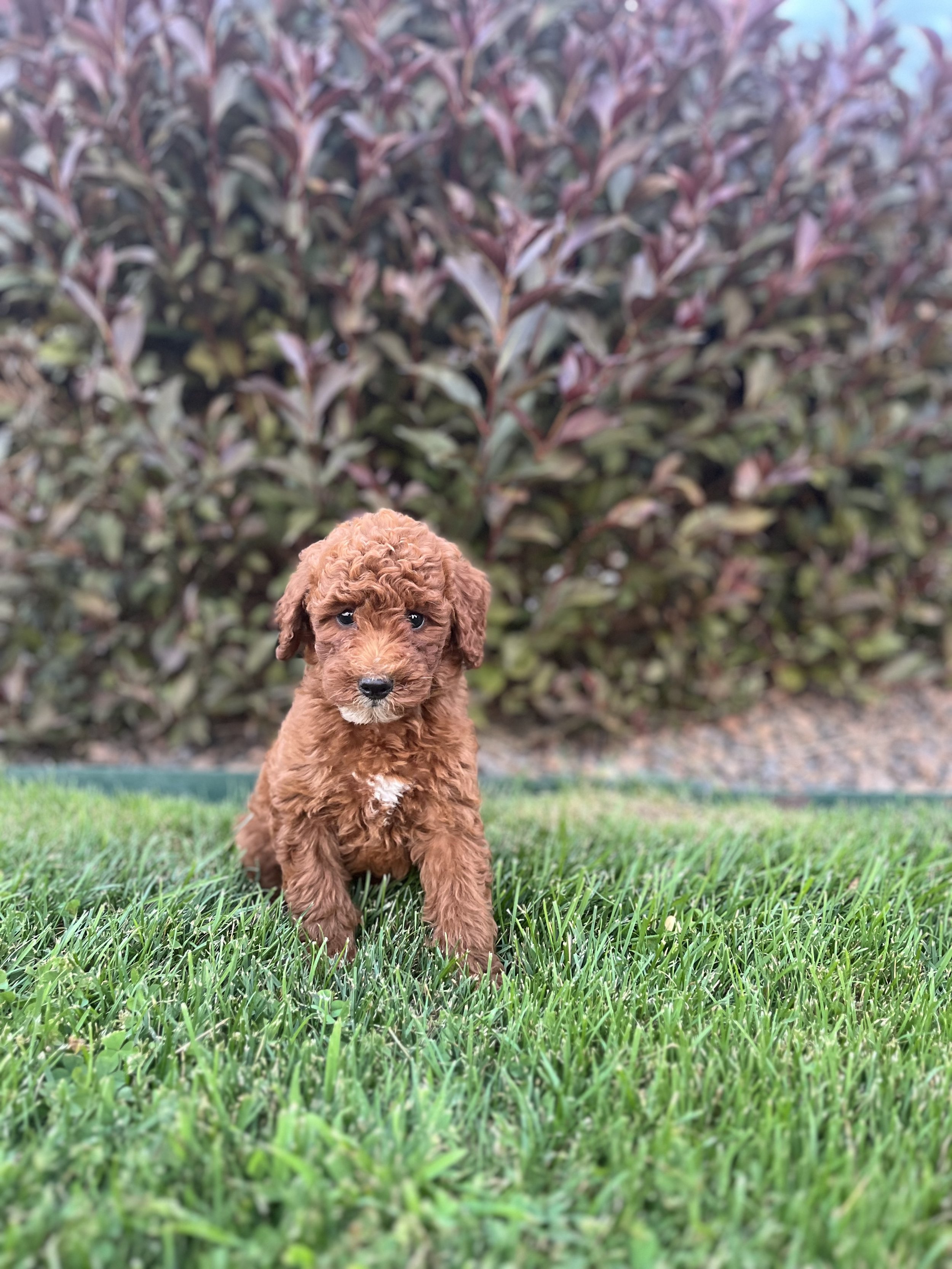 Best Doodle Puppy Available Puppies
