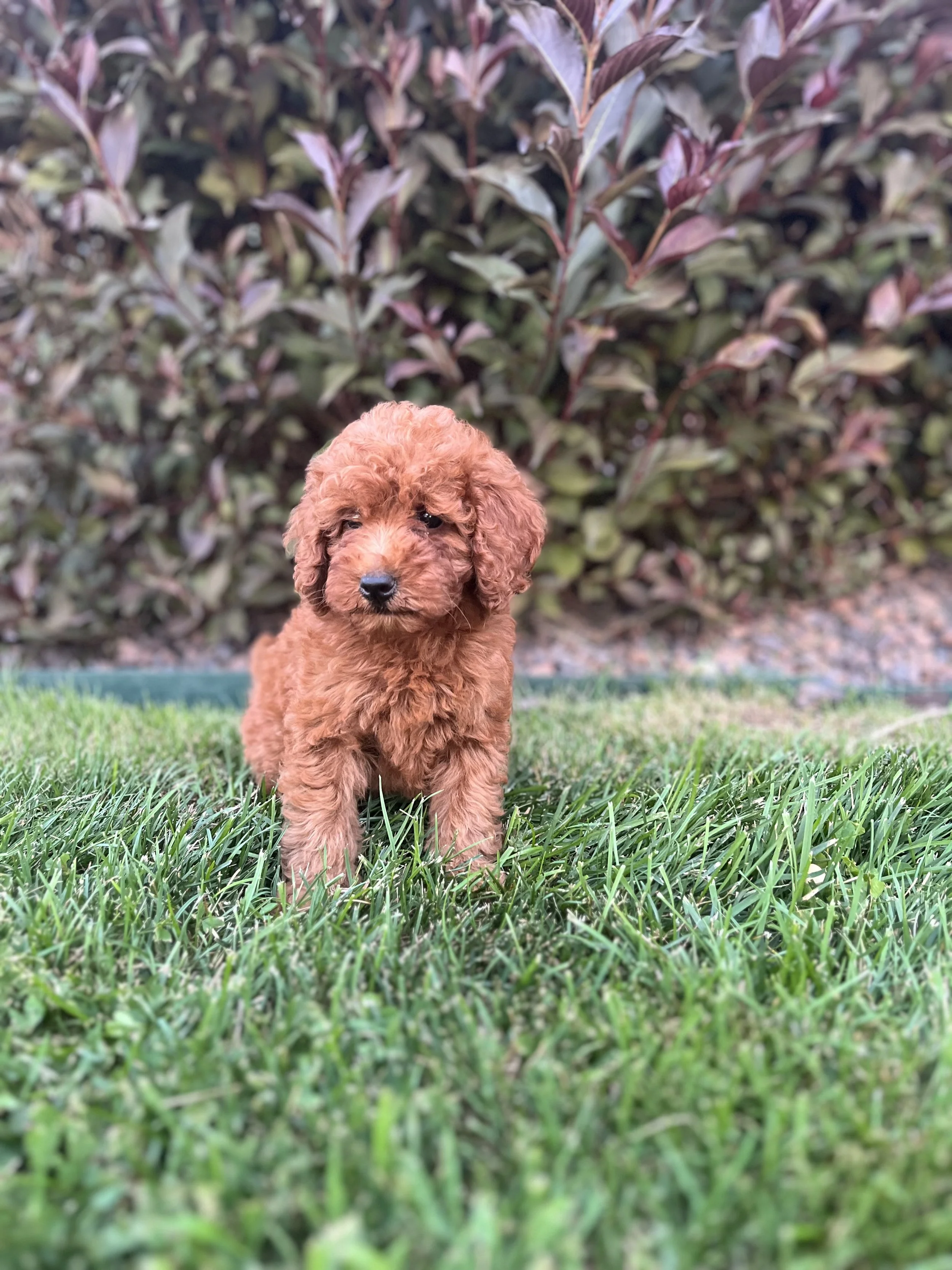 Best Doodle Puppy Available Puppies