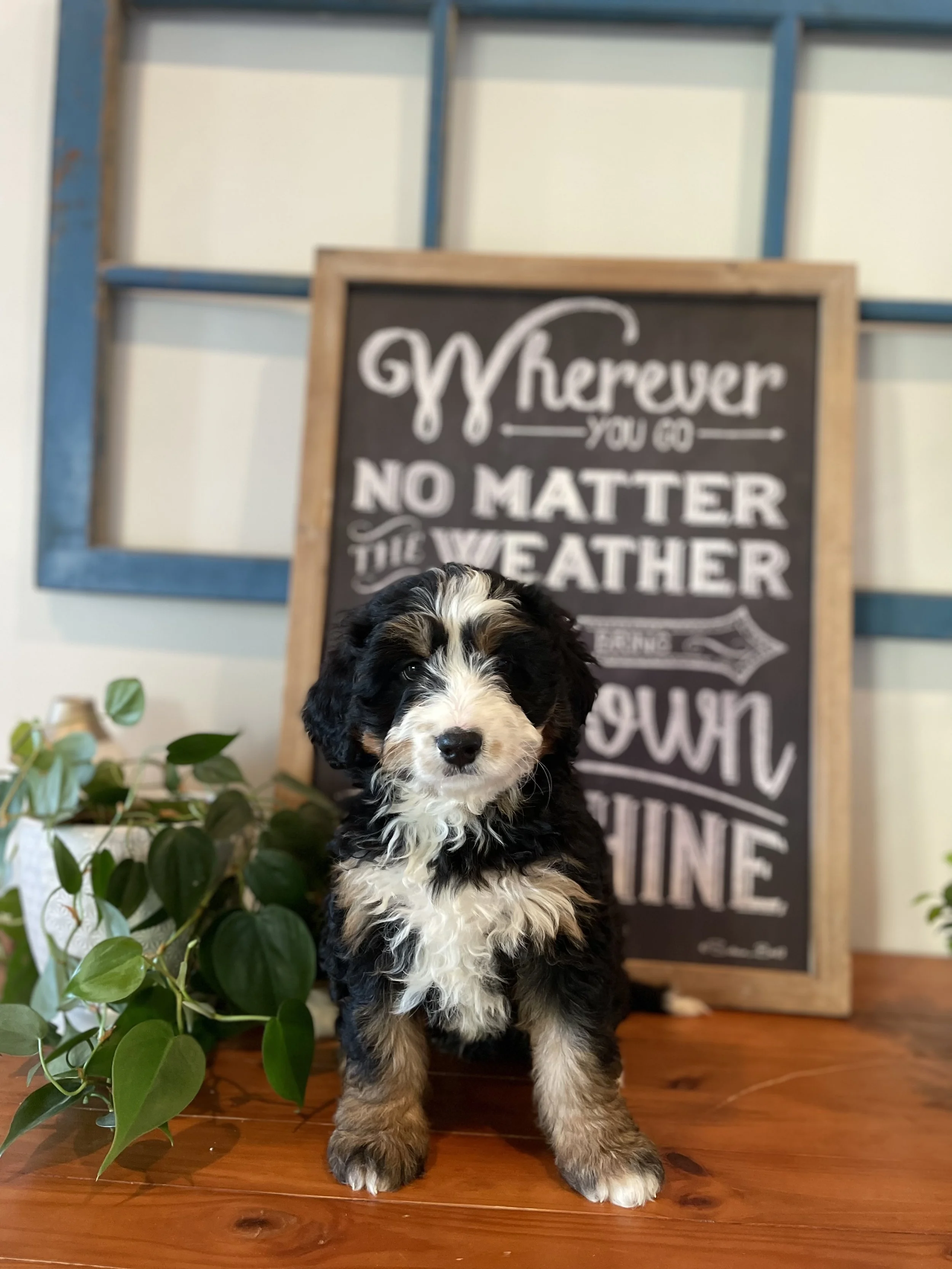 Best Doodle Puppy Available Puppies