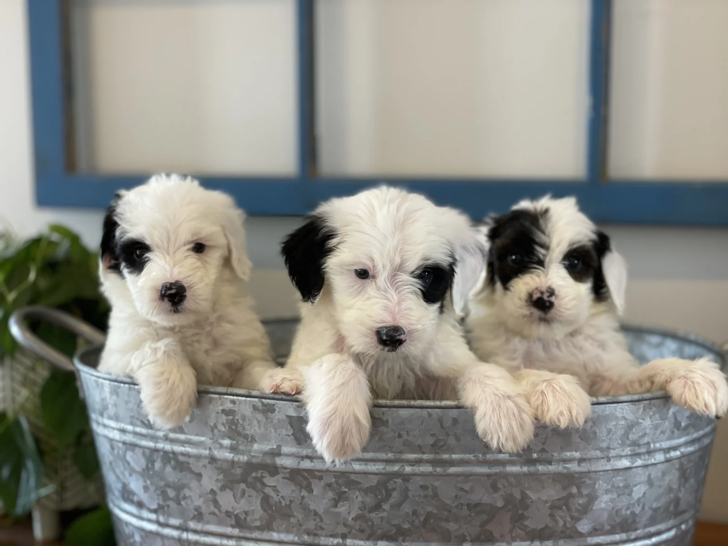 Best Doodle Puppy | Find Family-Friendly Mini Sheepadoodles