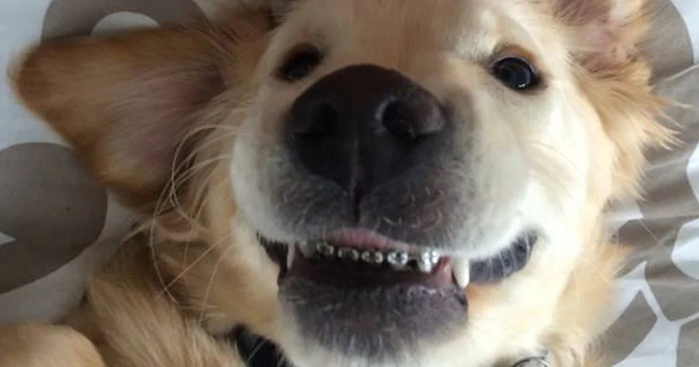 Is It Normal For A Puppy To Have An Overbite