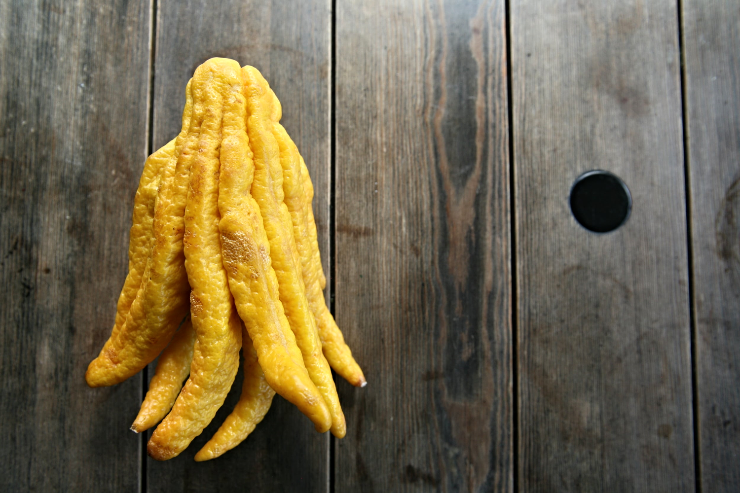Buddha's Hand - the coolest citrus you've probably never heard of — DB