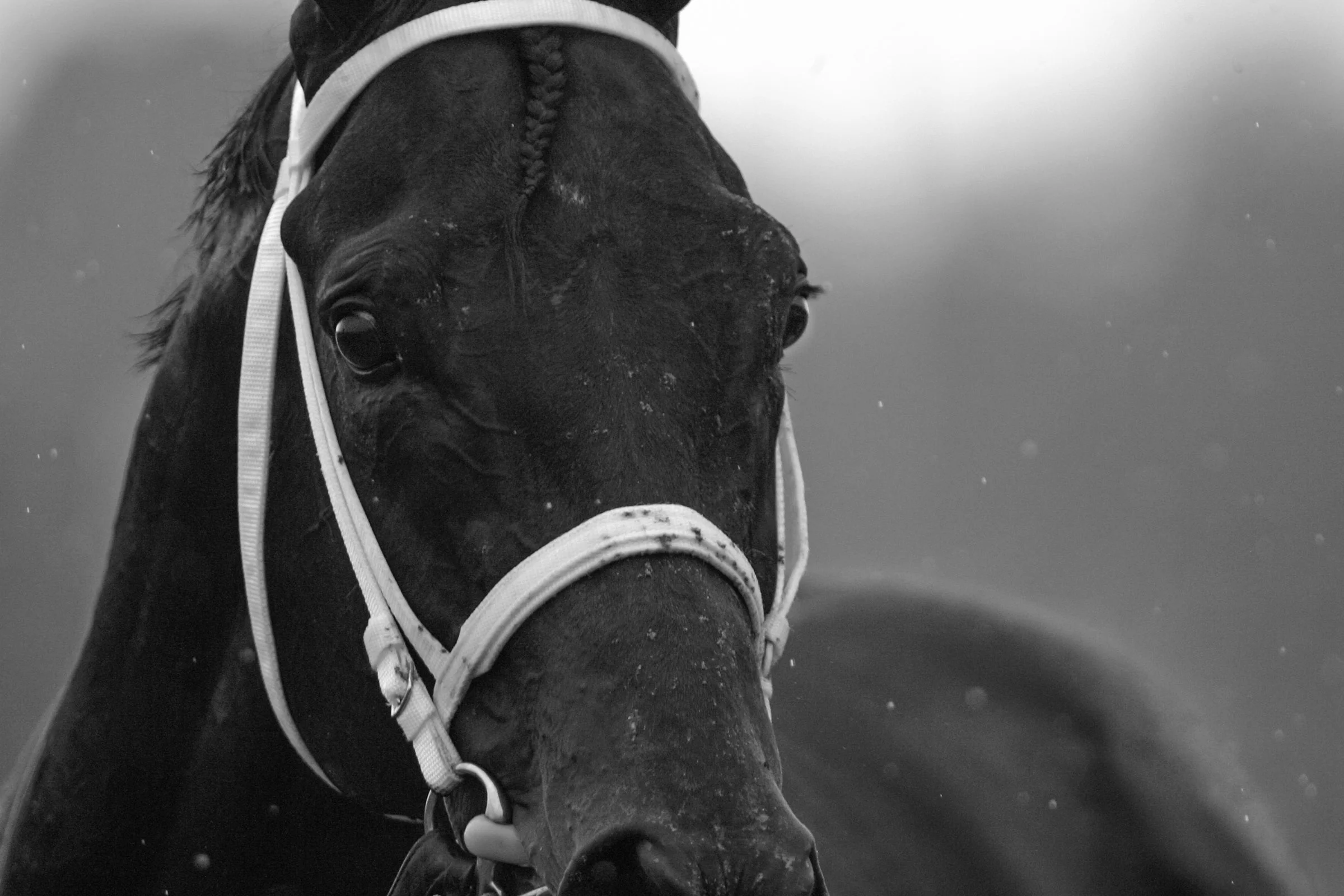 Black And White Horse Racing Photography
