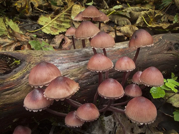 Photography workshops with Bruce Barnbaum & guest instrcutors