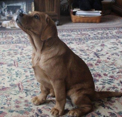 New Puppies — Rocky Hill Farm Labradors
