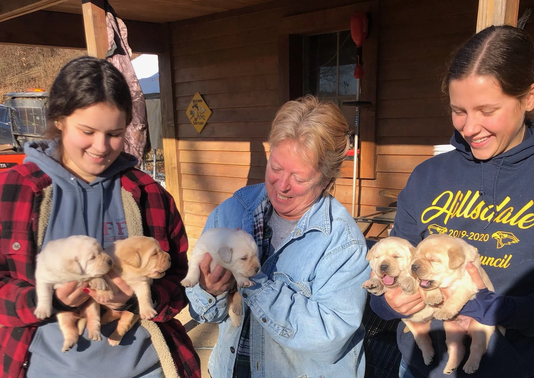 New Puppies — Rocky Hill Farm Labradors