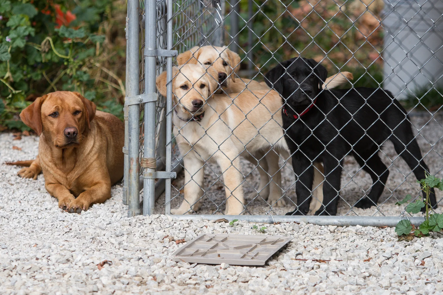 Rocky Hill Farm Labradors