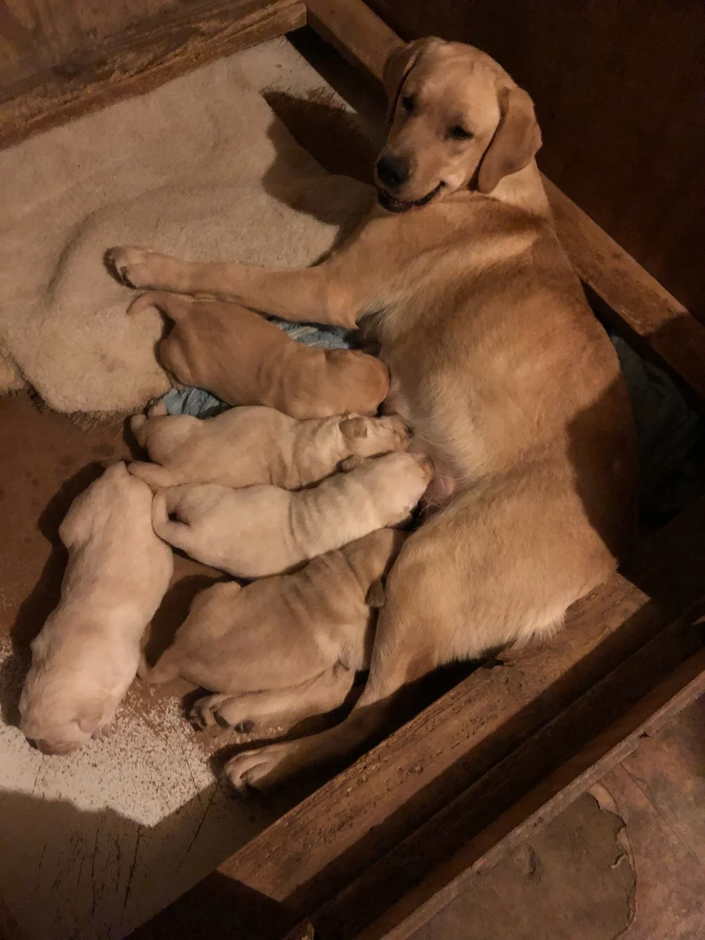 New Puppies — Rocky Hill Farm Labradors