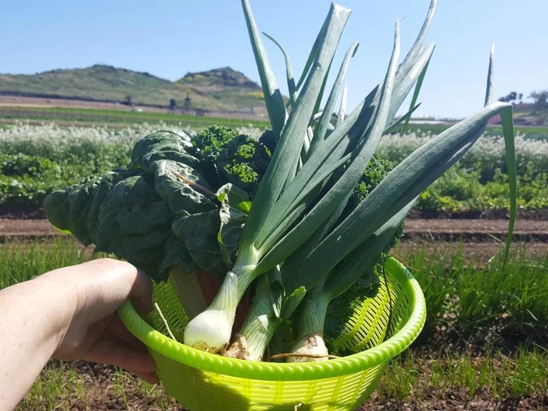 Farm to Table Cookout Tour at Tanaka Farms — Cleverly Catheryn