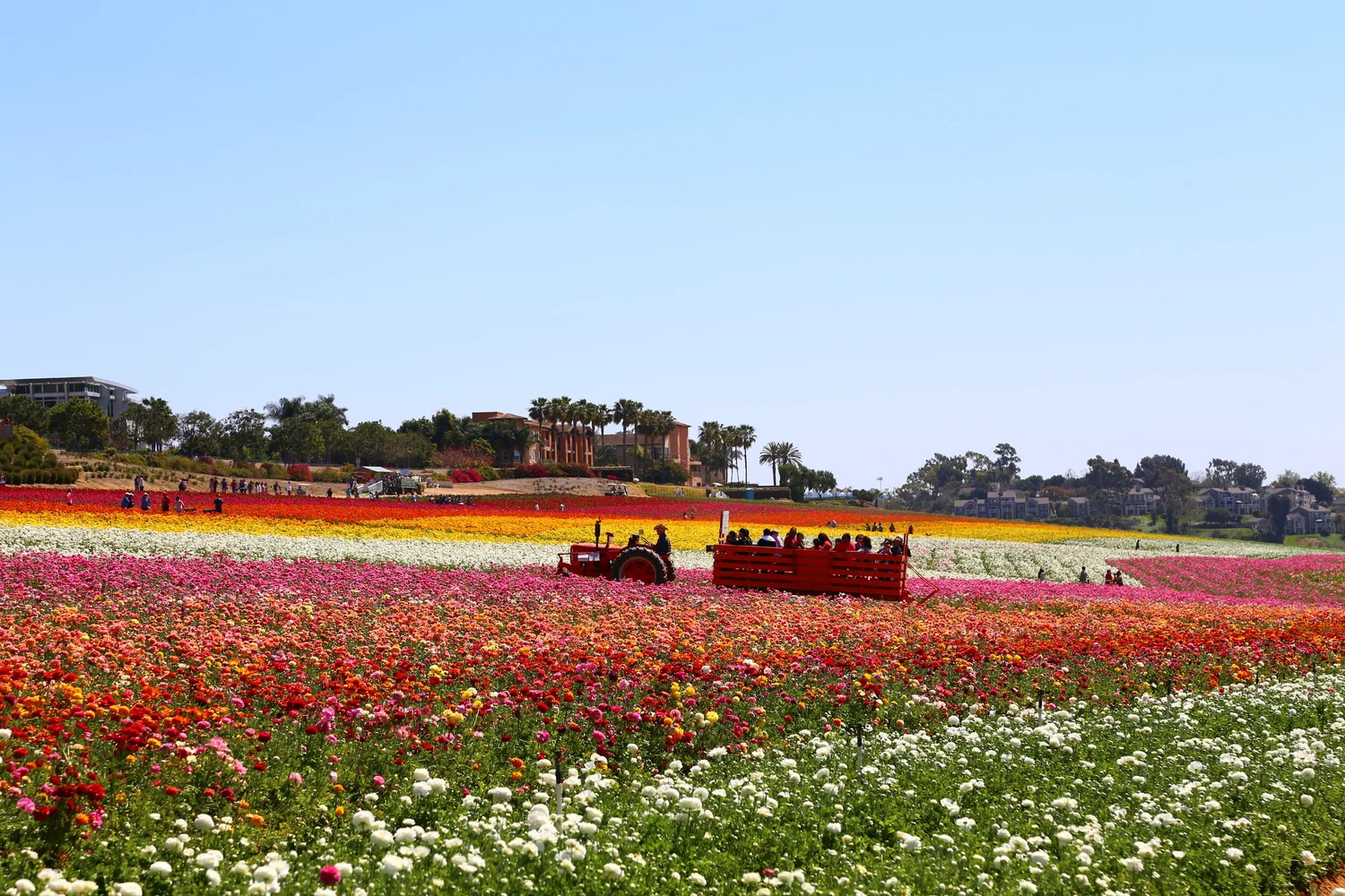 The Flower Fields in Carlsbad Opening March 1, 2020 — Cleverly Catheryn