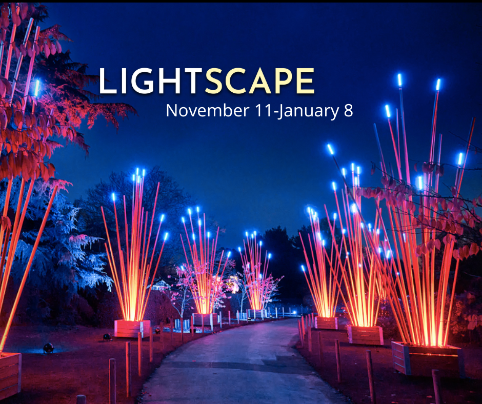 Lightscape Returns To The La Arboretum In Arcadia This Holiday Season