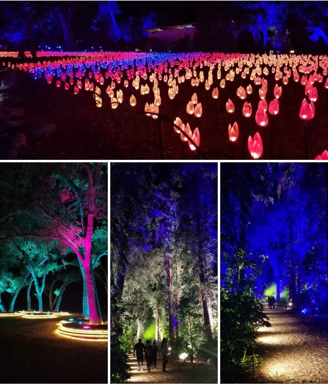 Carved and Enchanted Forest of Lights Return to Descanso Gardens ...