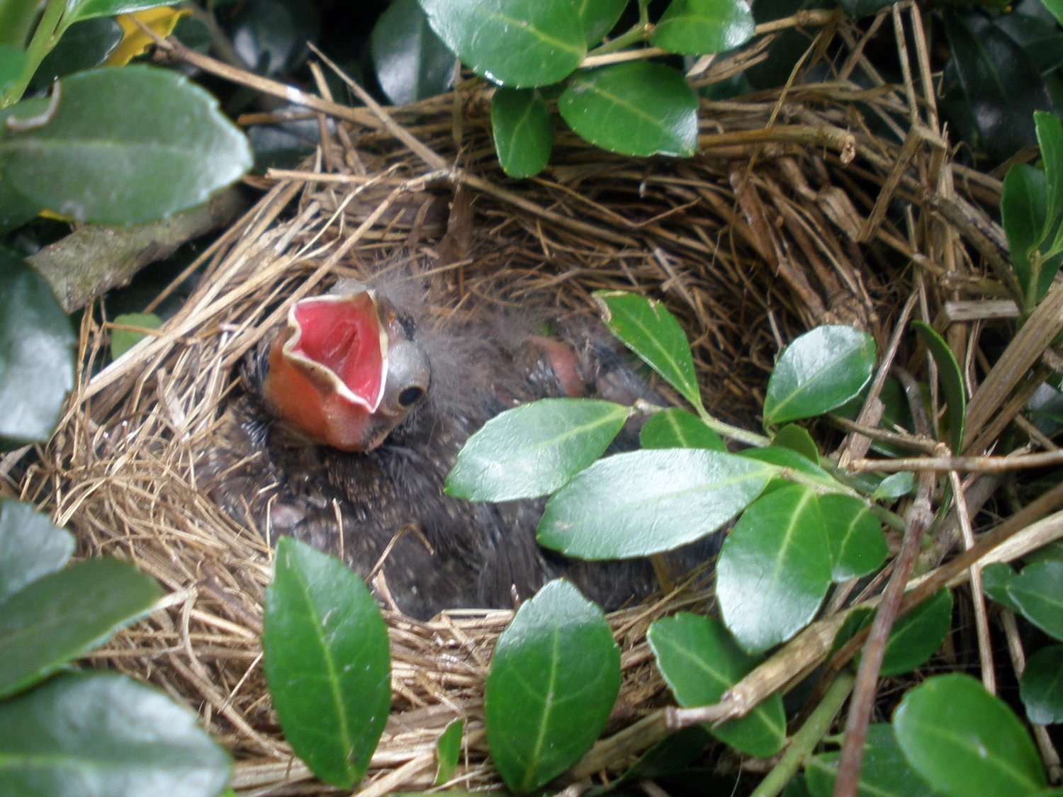 Wildlife Info | St. Hubert's Animal Welfare Center