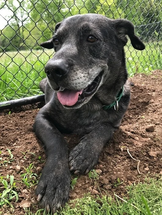 St. Hubert's Animal Welfare Center