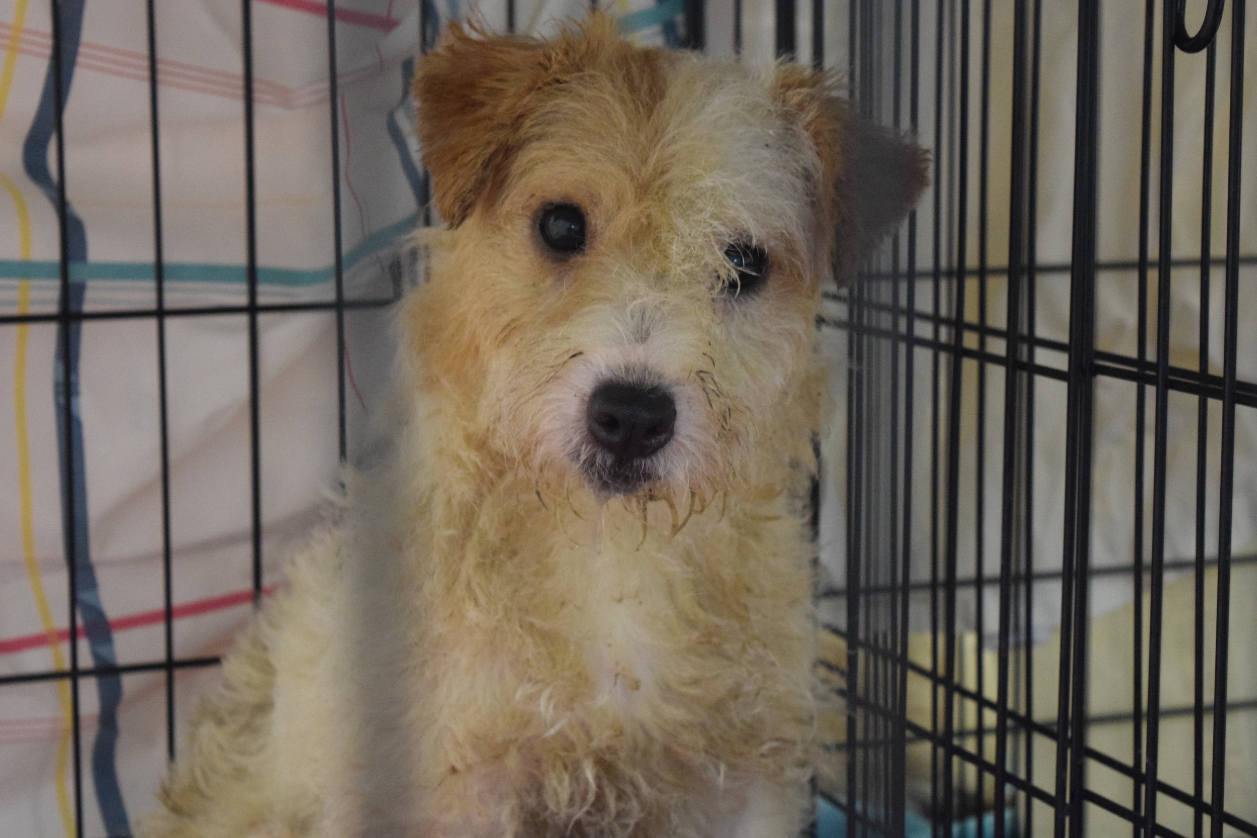 2019 Dog Rescue | St. Hubert's Animal Welfare Center