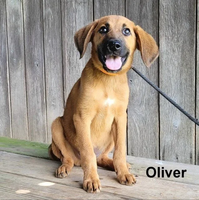 Events | St. Hubert's Animal Welfare Center