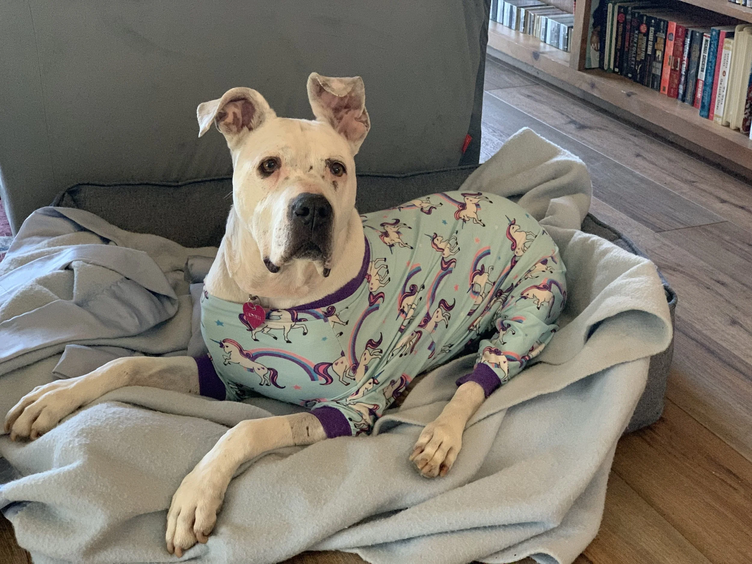 Foster a Pet in NJ | St. Hubert's Animal Welfare Center