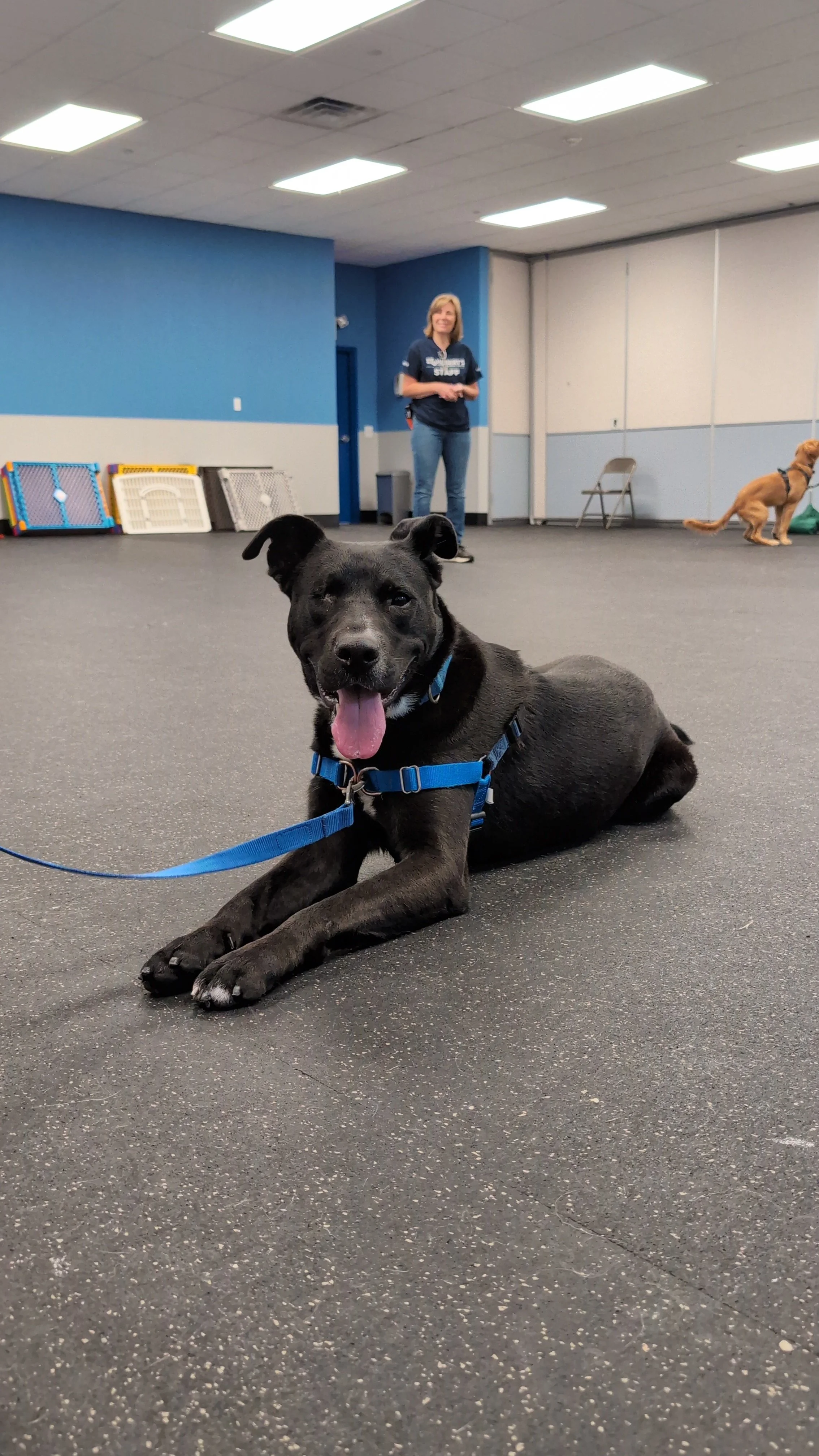 Dog Training | St. Hubert's Animal Welfare Center