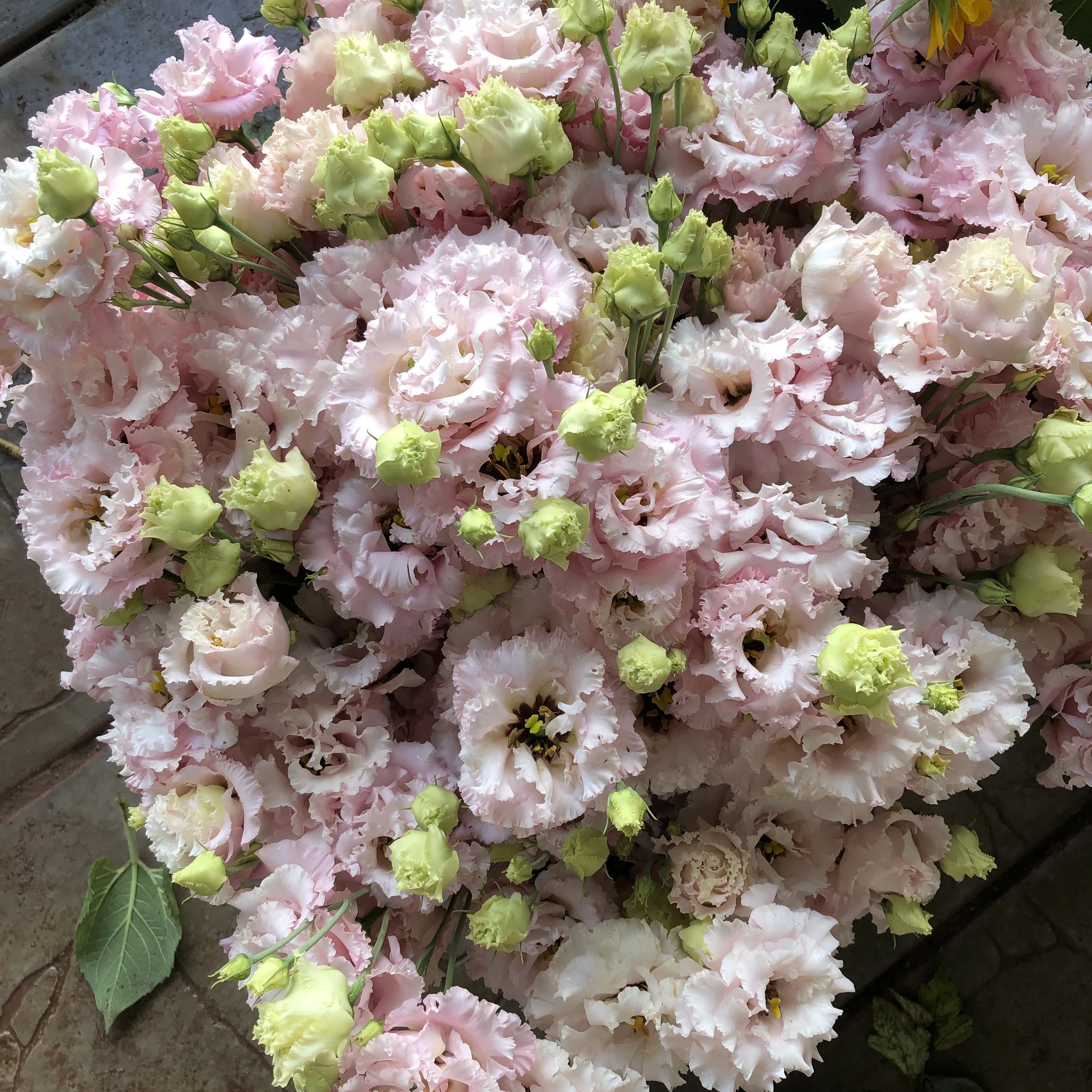 Flower Subscription CSA — Tierra Blooms