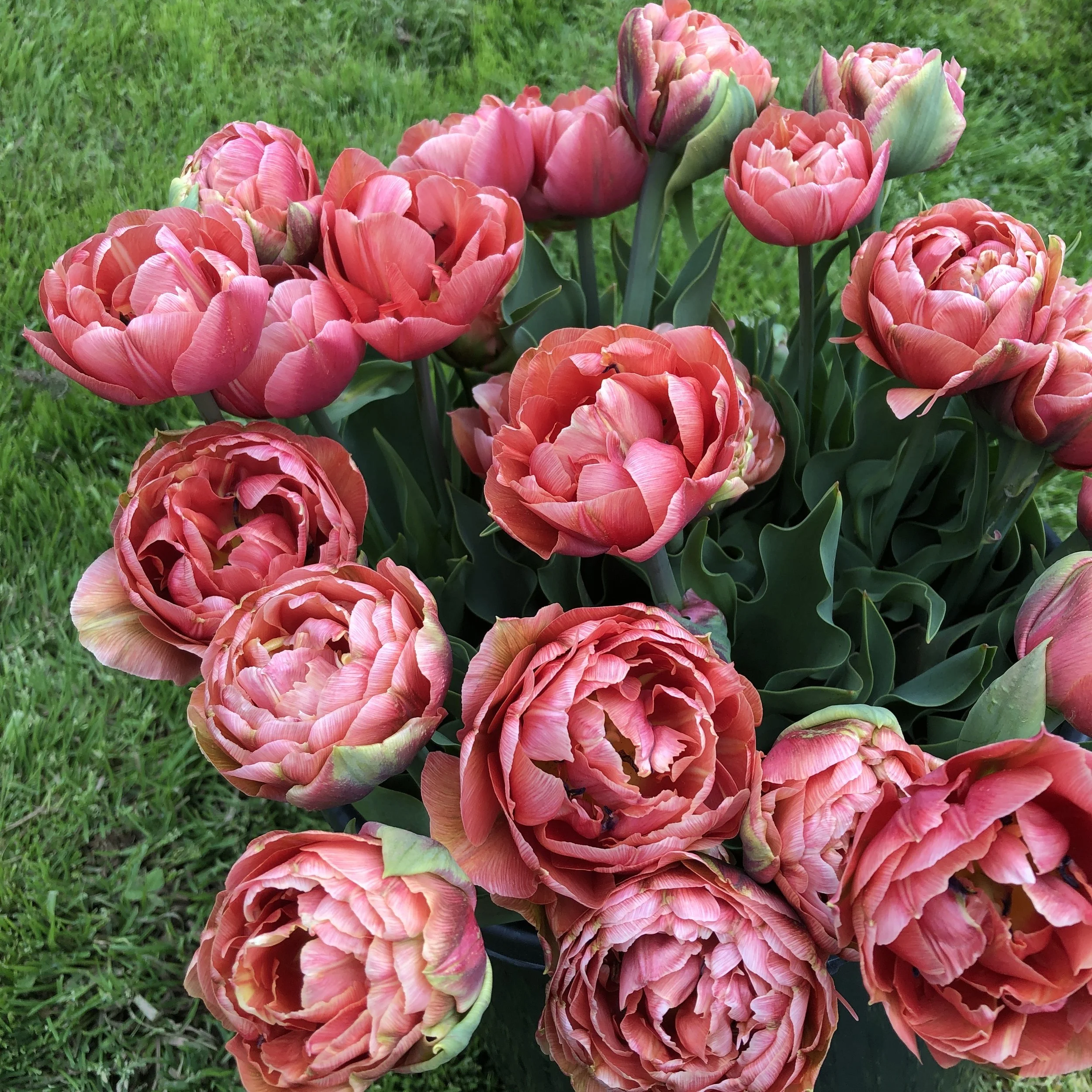 Flower Bouquet Subscriptions — Tierra Blooms