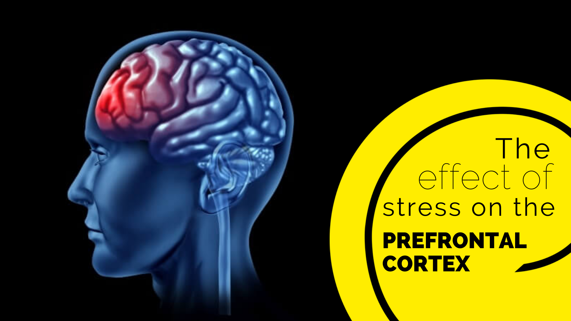 The Effect Of Stress On The Prefrontal Cortex Eastern Bay The Effect Of Stress On The Prefrontal Cortex Eastern Bay