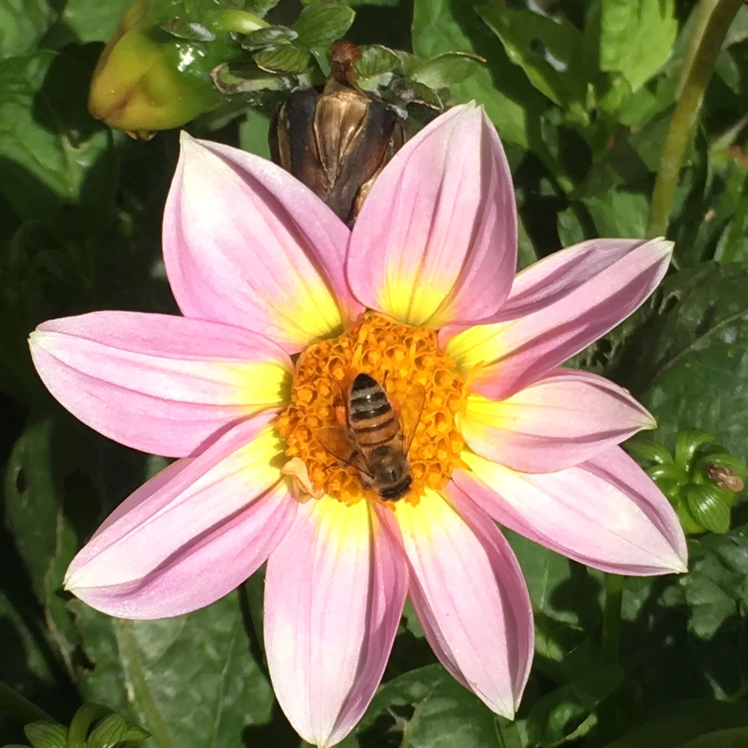 iVisit.... Urban Bee & Honey Showcase at Borough Market — iVisit London