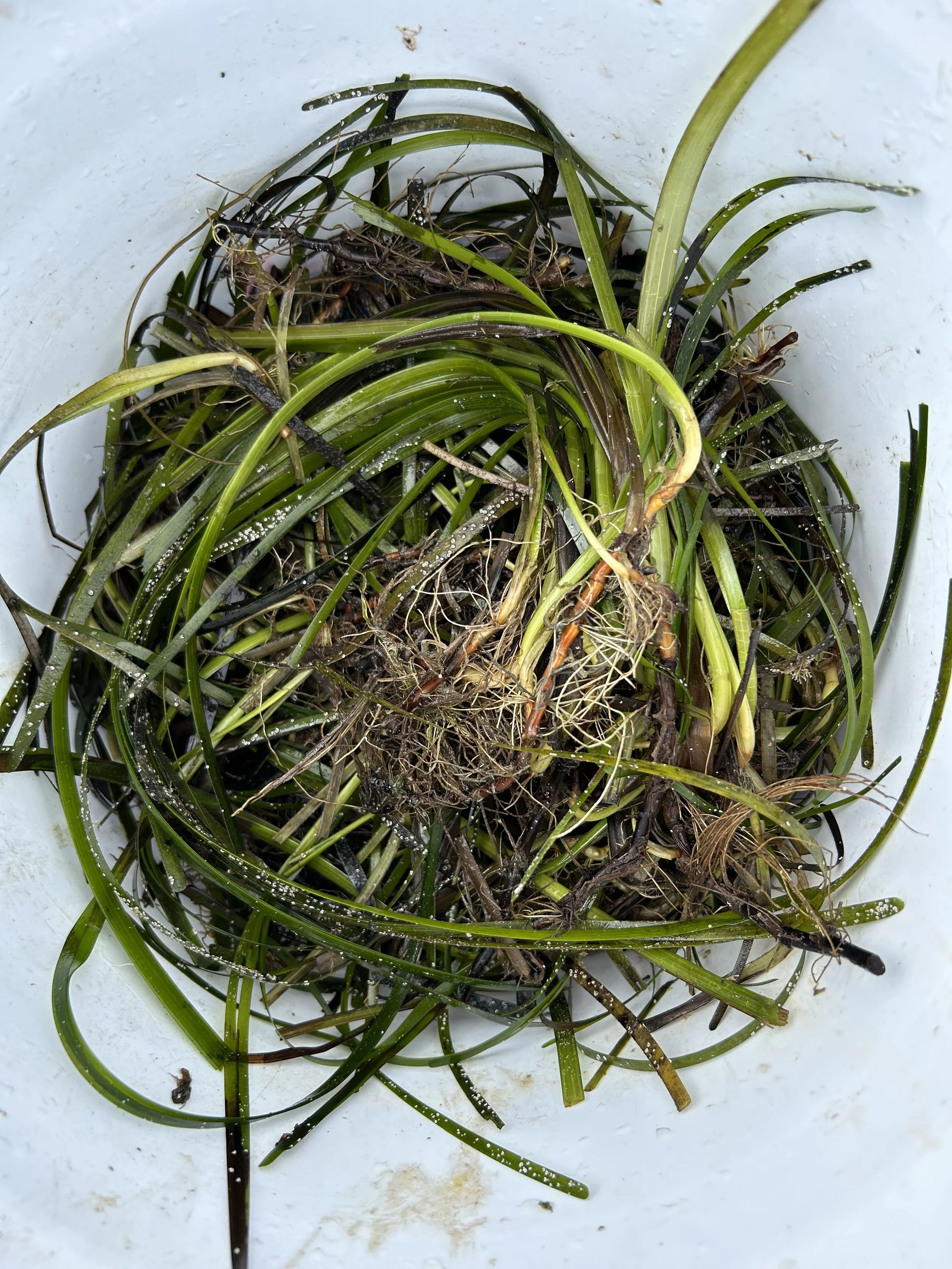 Eelgrass Restoration — Martha's Vineyard Shellfish Group, inc