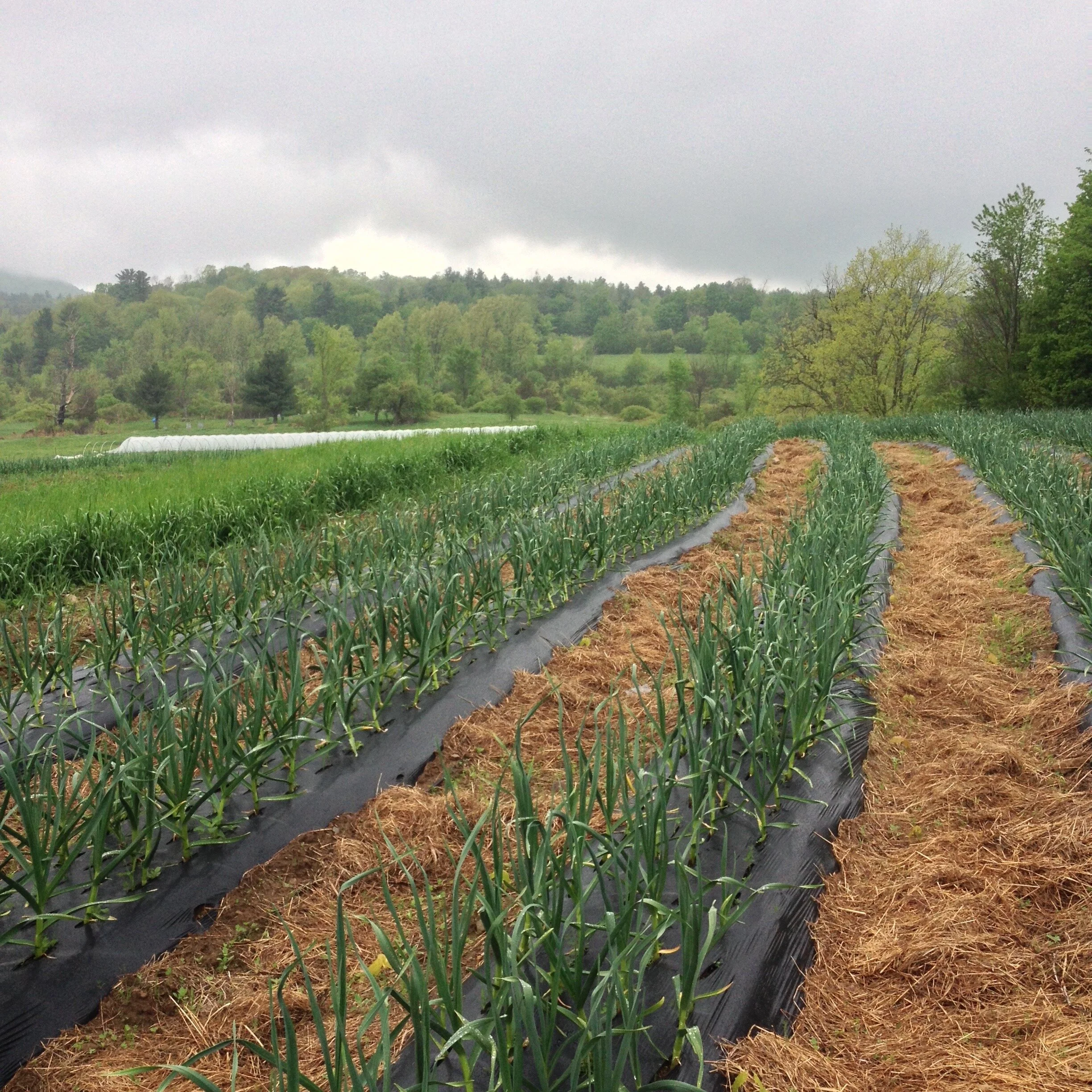 The Agroecology Lab at the University of Maine
