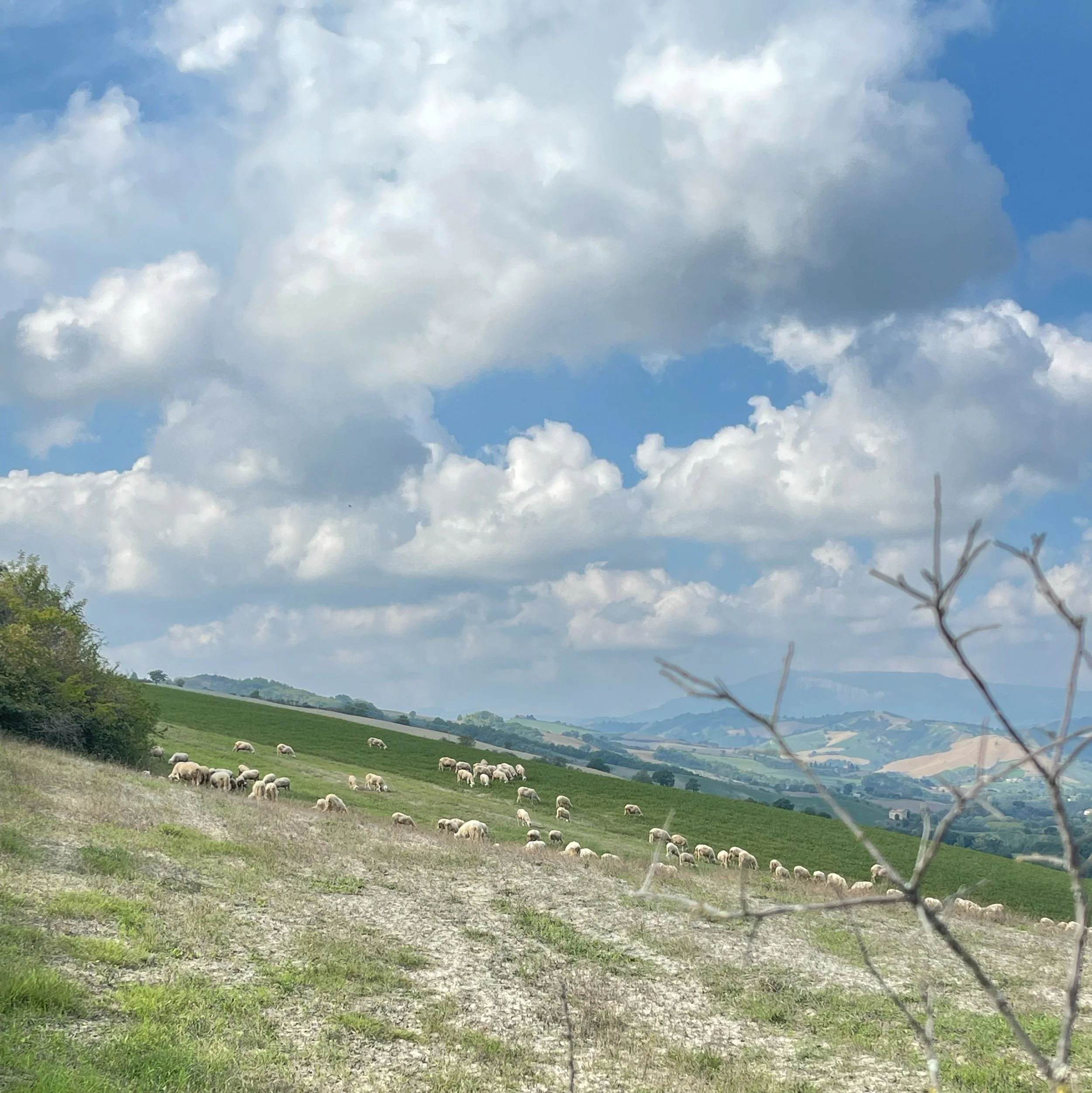 Cooking with Viola Buitoni