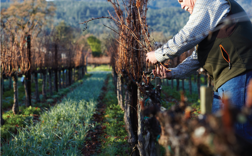 Barbour Vineyards