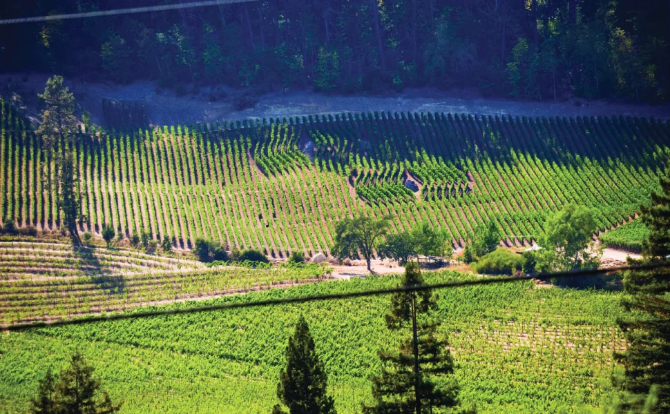 Services — Barbour Vineyards