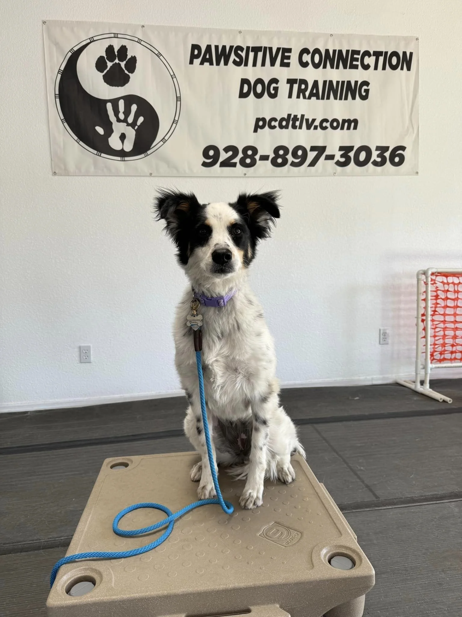 Pawsitive Connection Dog Training - Kingman, Arizona