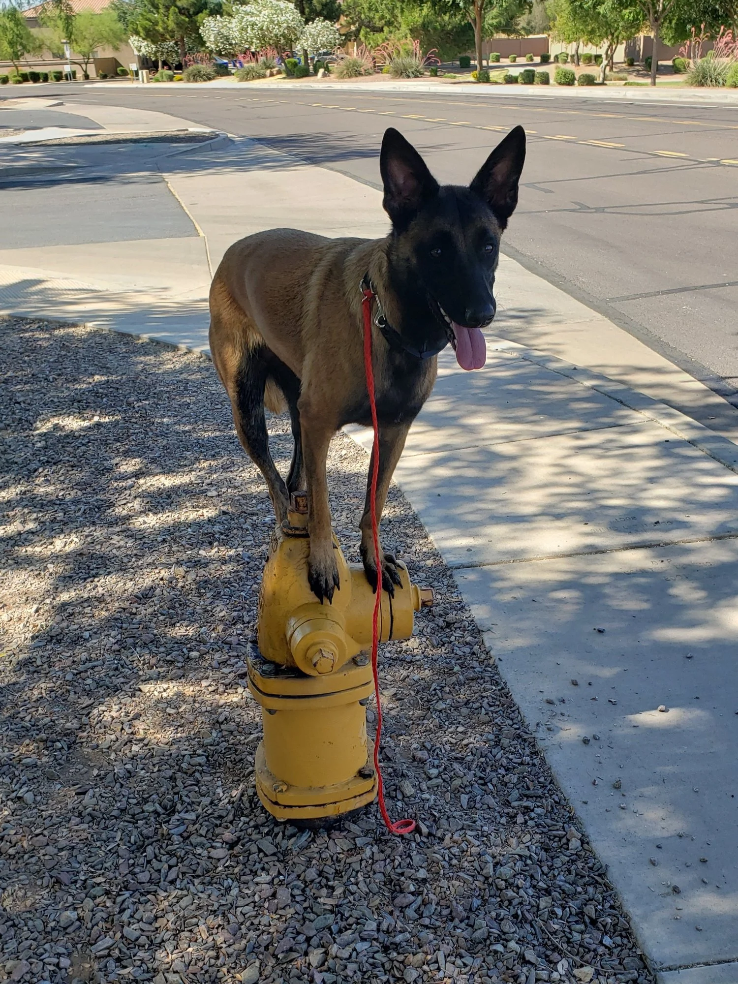 Contact Us | Pawsitive Connection Dog Training