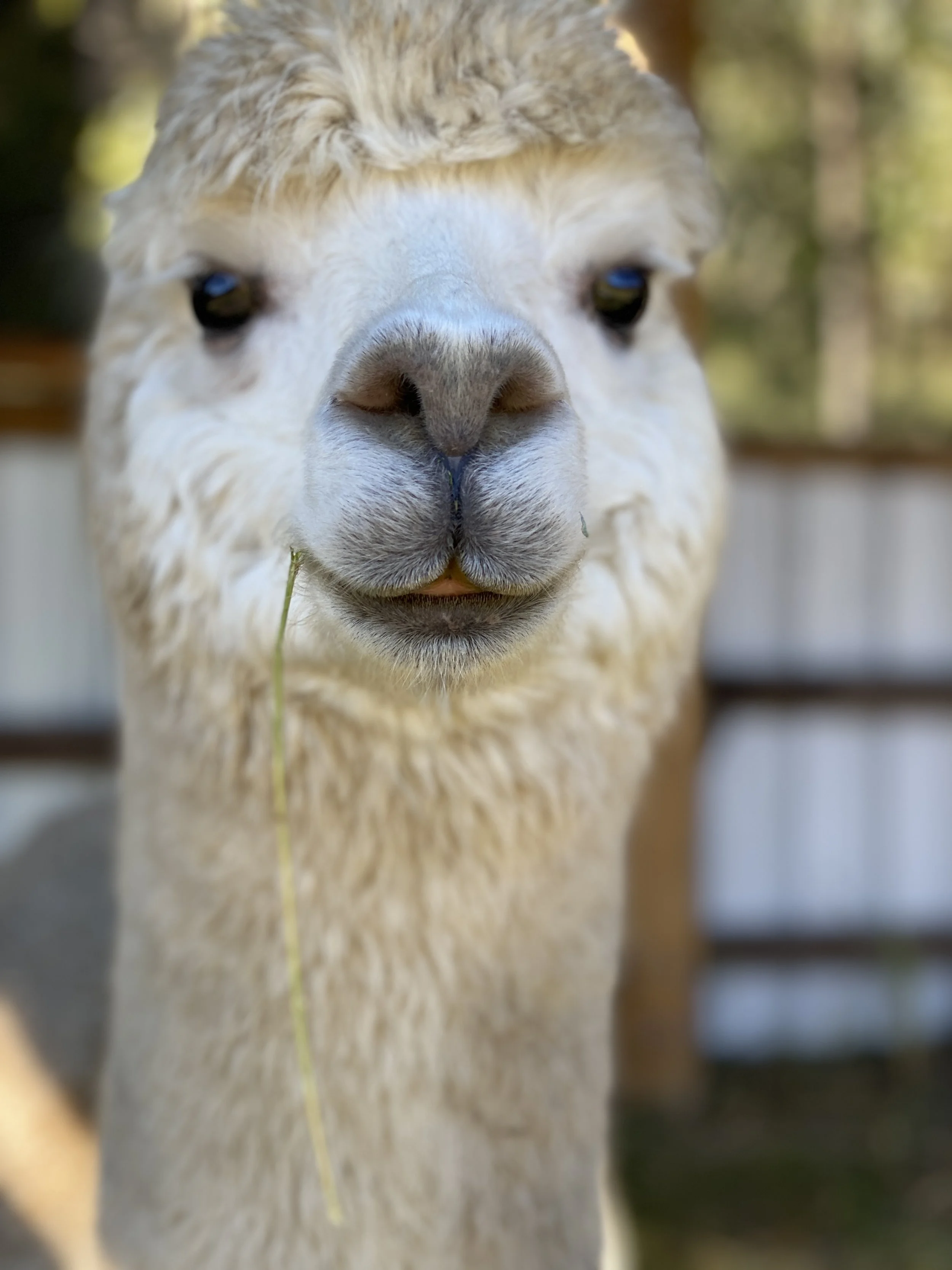 A beautiful little gift capturing a sweet alpaca face. — Little Valley Farm