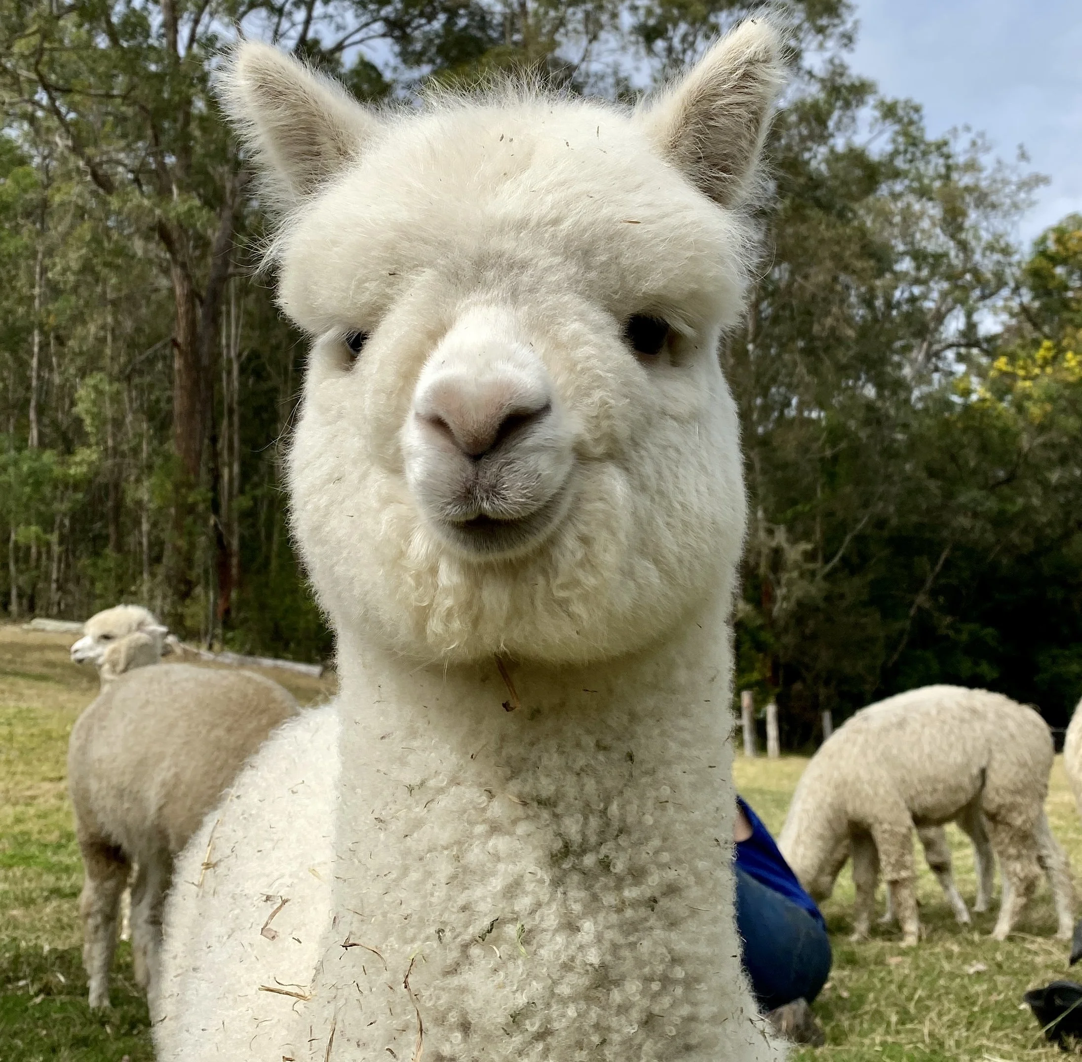 A beautiful little gift capturing a sweet alpaca face. — Little Valley Farm