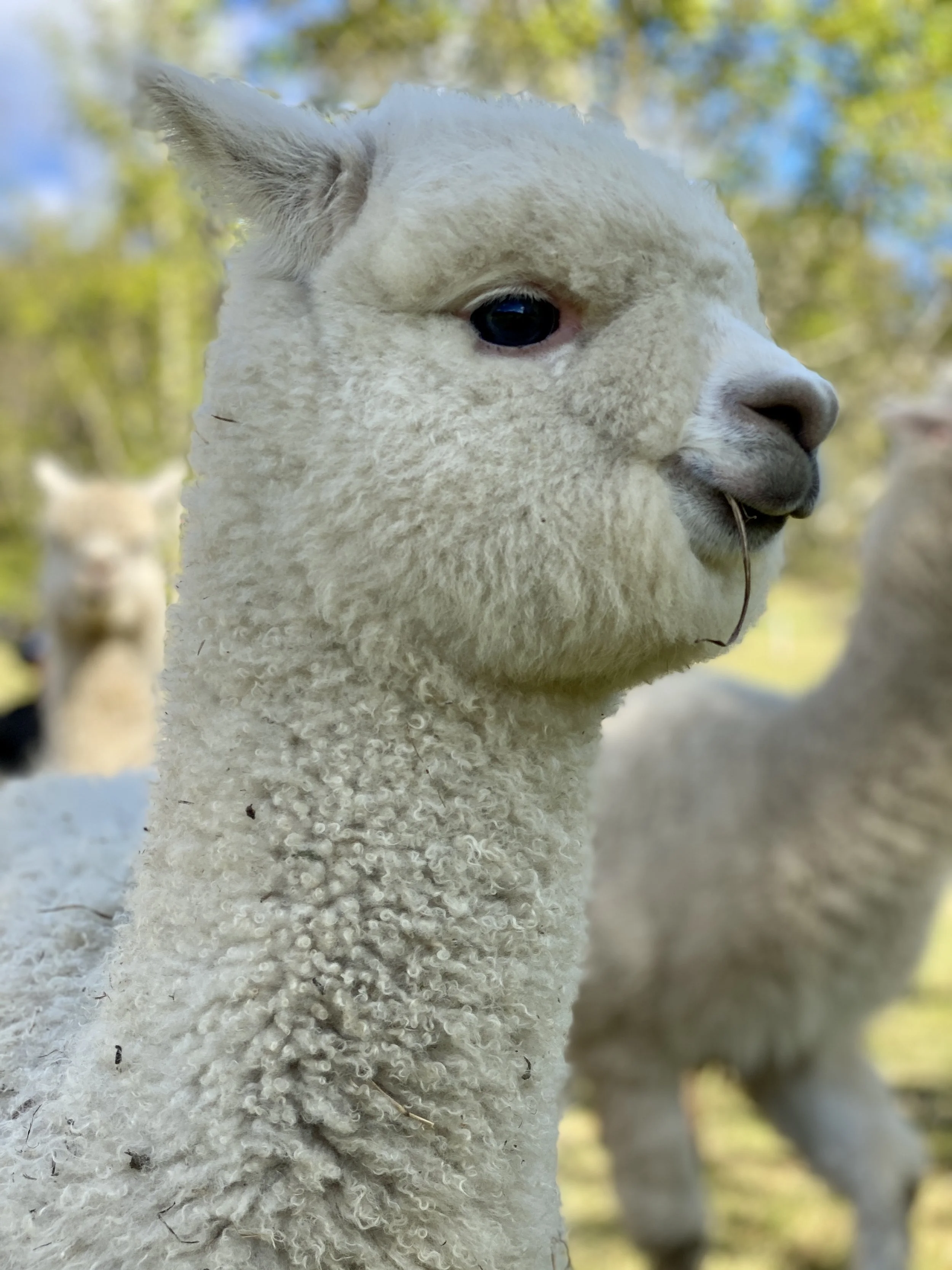 A beautiful little gift capturing a sweet alpaca face. — Little Valley Farm