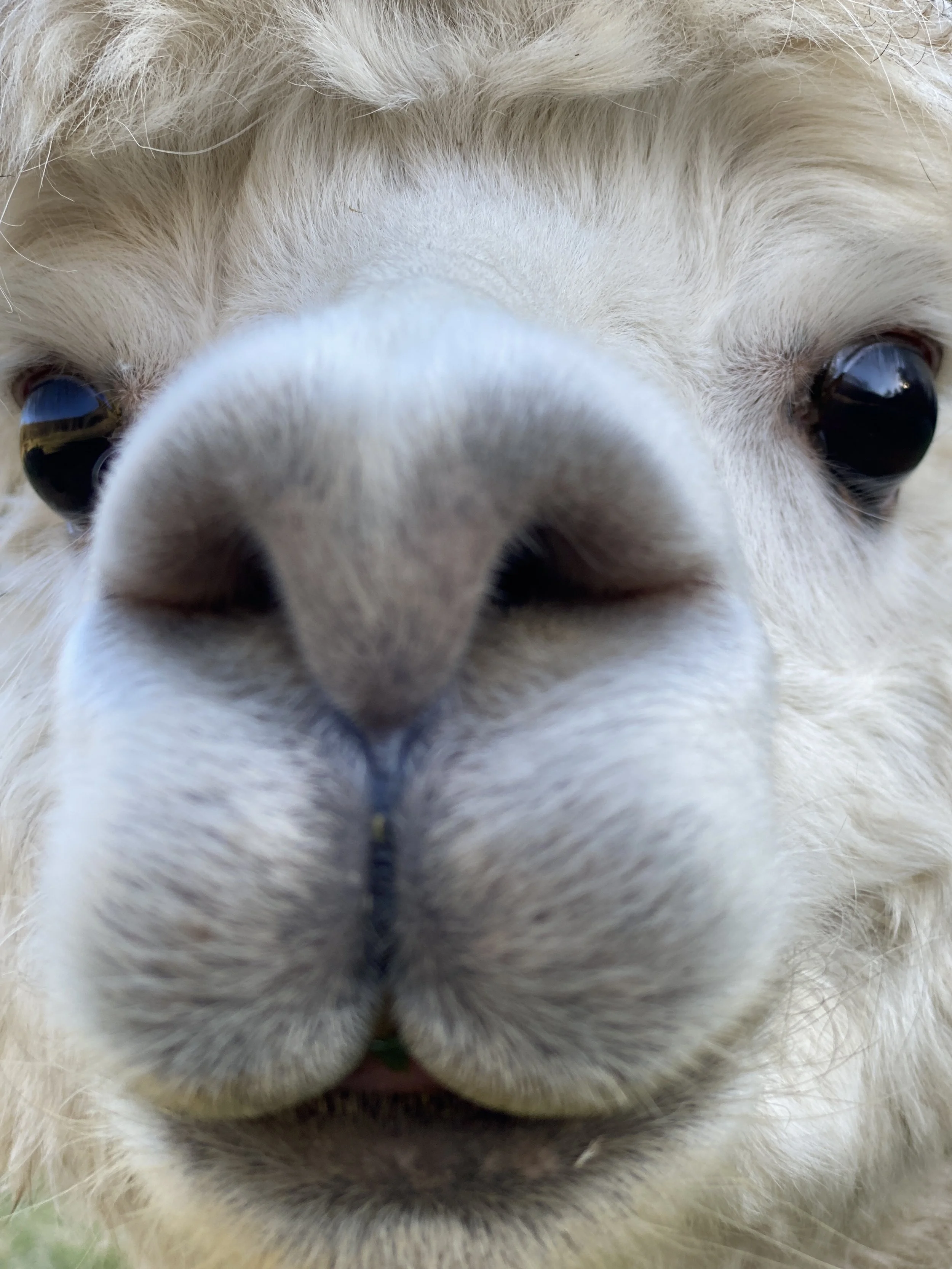 A beautiful little gift capturing a sweet alpaca face. — Little Valley Farm