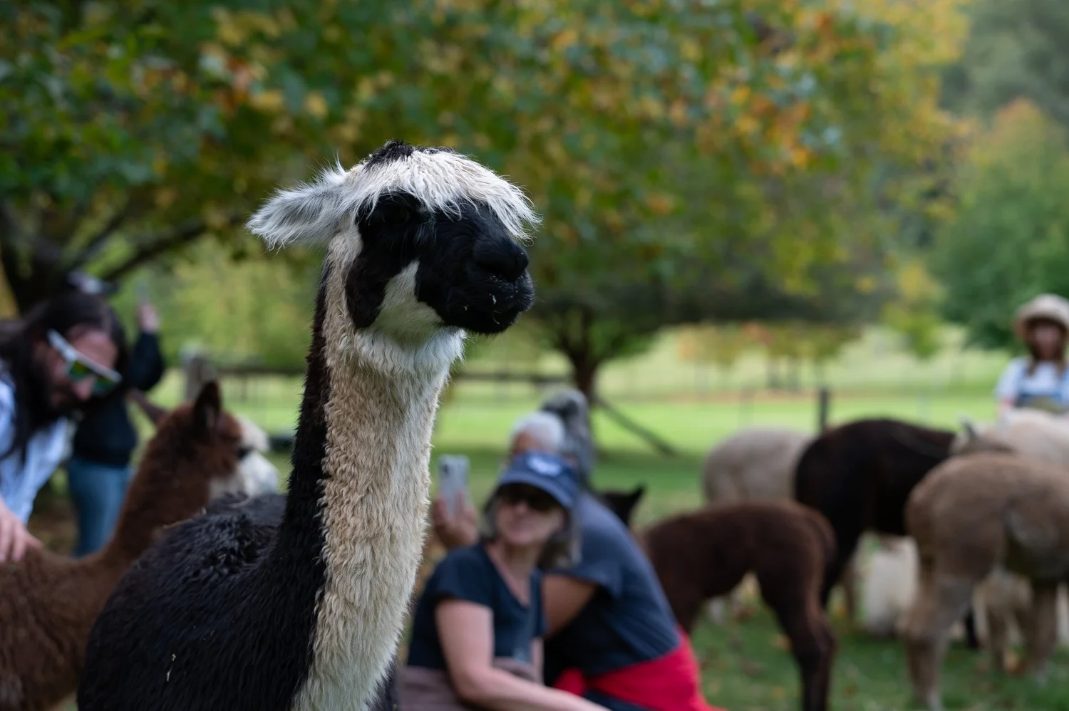 alpaca sales — Little Valley Farm