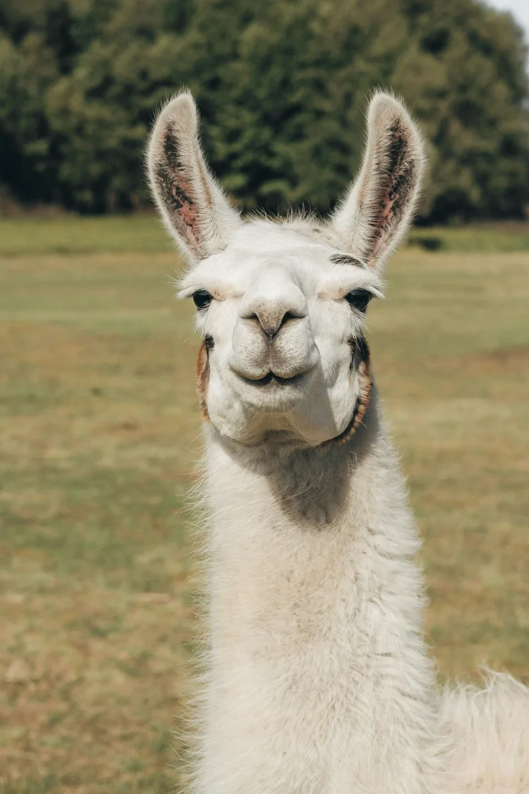 Do Mini Alpacas Exist? Get The Truth From Little Valley Farm — Little ...