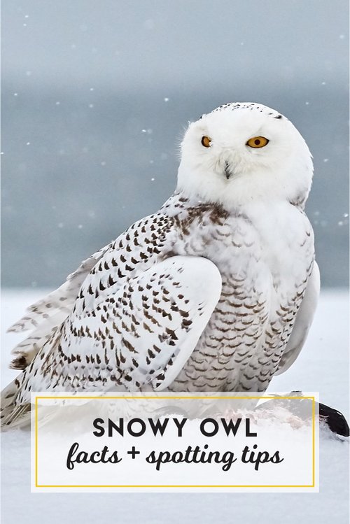 Snowy Owl Facts & Spotting Tips — Boston Mamas